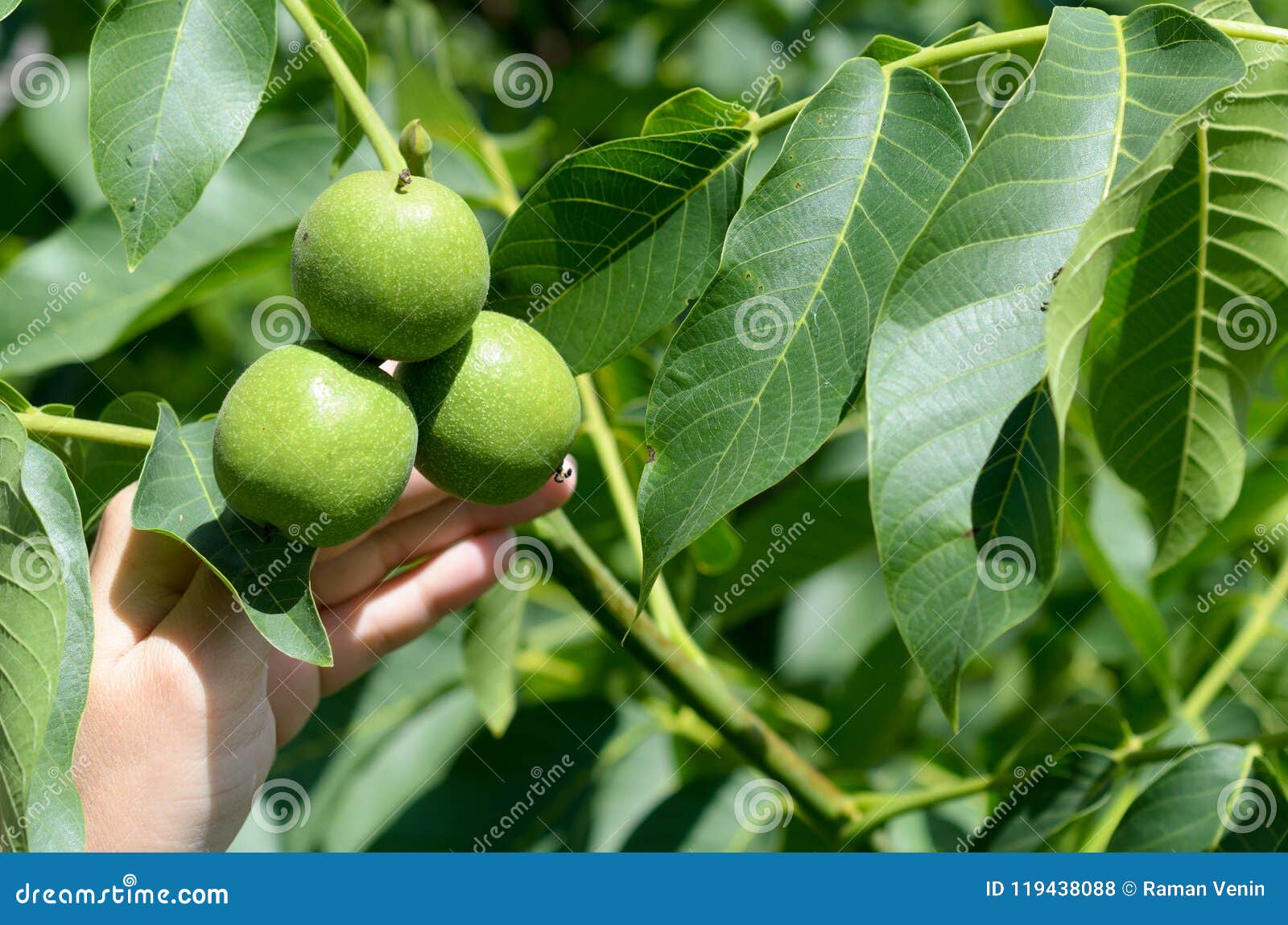 The Raw Green Walnuts on the Tree Branch Hold a Palm. Stock Photo ...