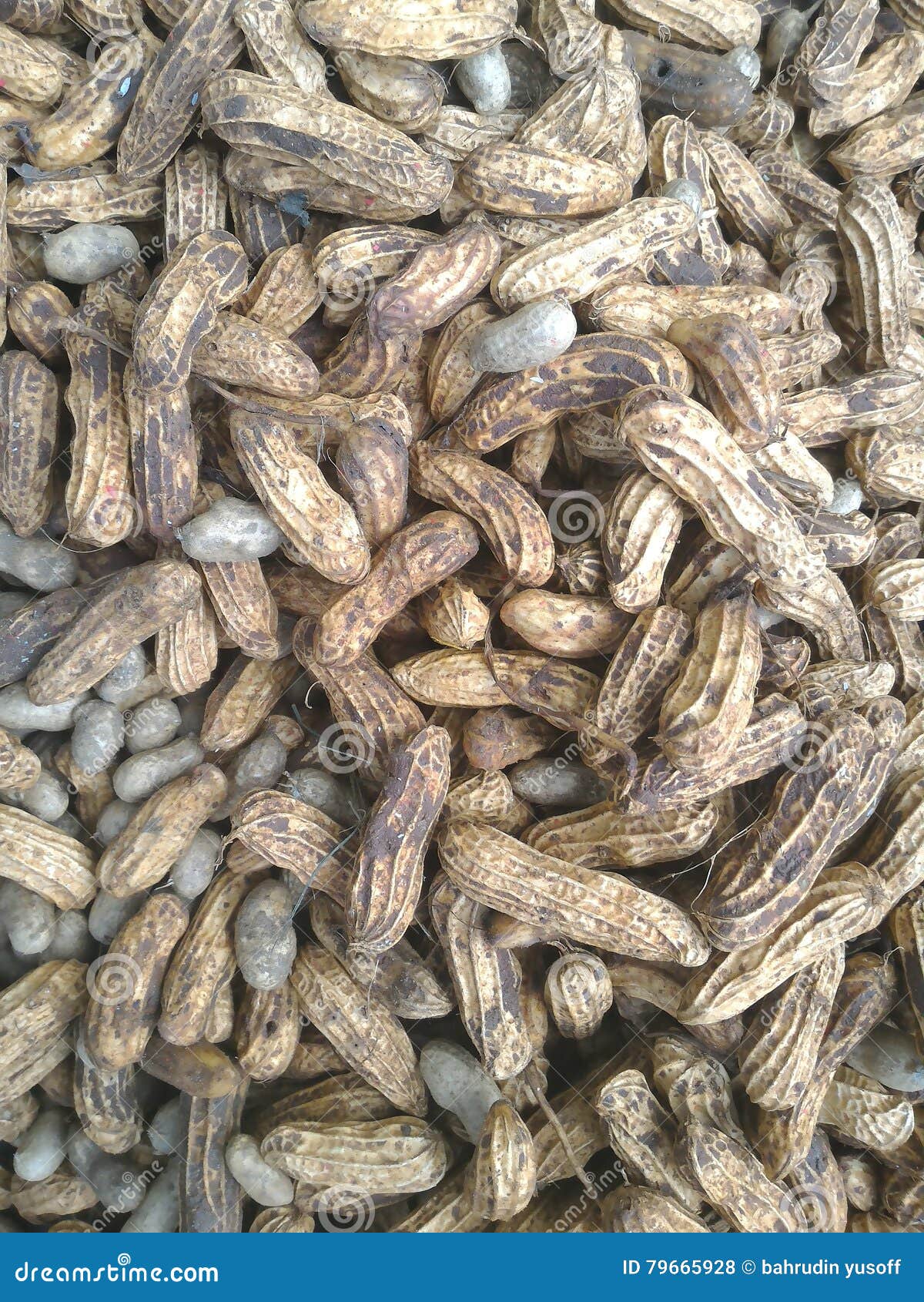 Raw ground peanut stock photo. Image of ground, peanut - 79665928