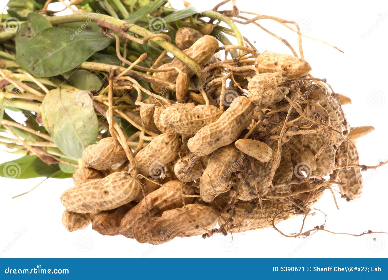Raw Groundnuts Isolated stock image. Image of ingredient - 6390671