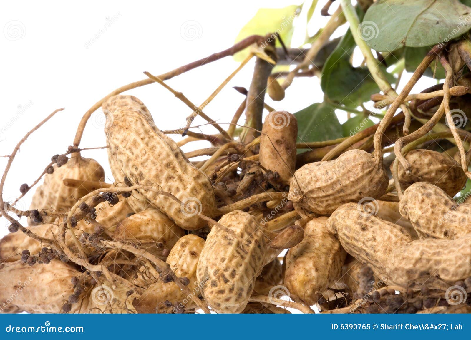 Raw Groundnuts Isolated stock image. Image of groundnut - 6390765