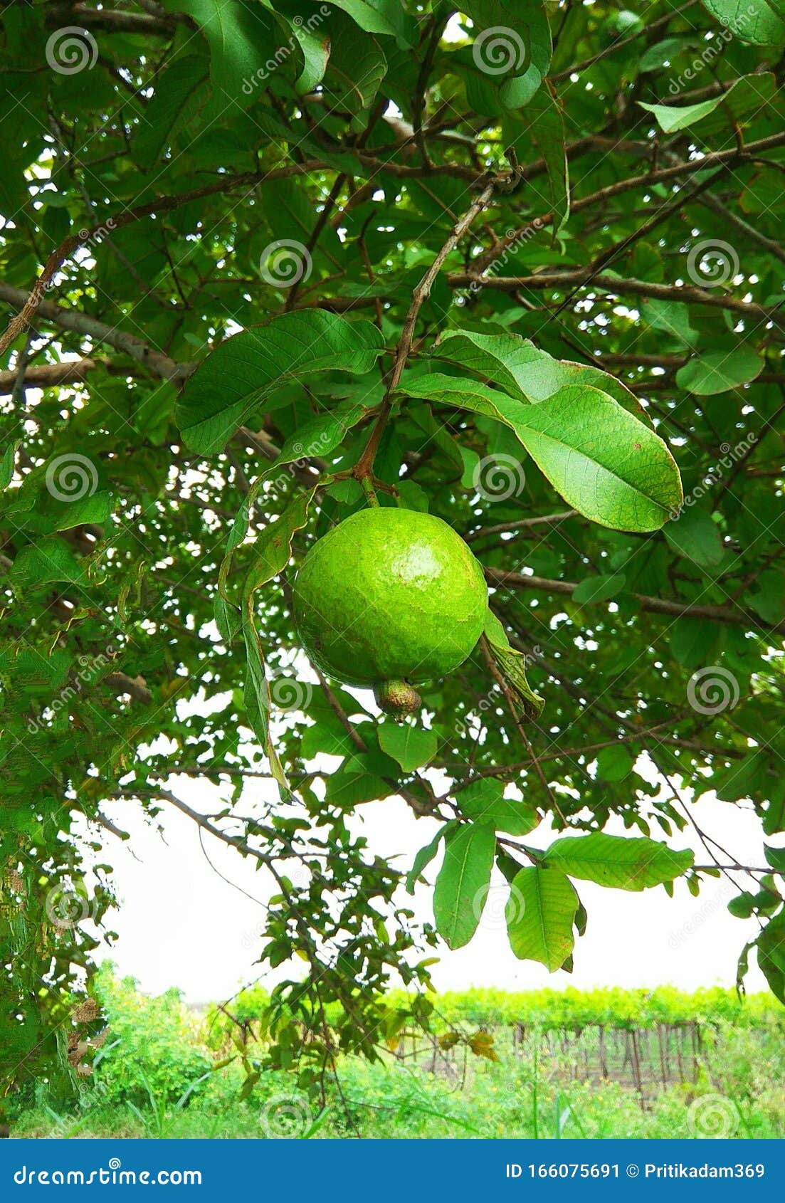 Raw guava riping on branch stock image. Image of food - 166075691