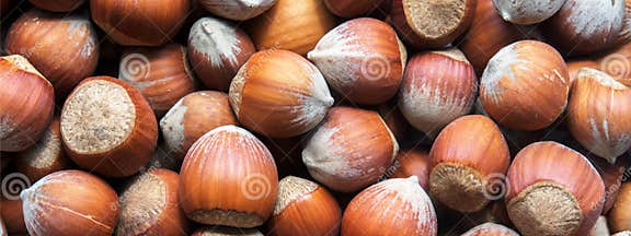 Raw Hazelnut. Food Hazelnut Texture Stock Photo - Image of wallpaper ...