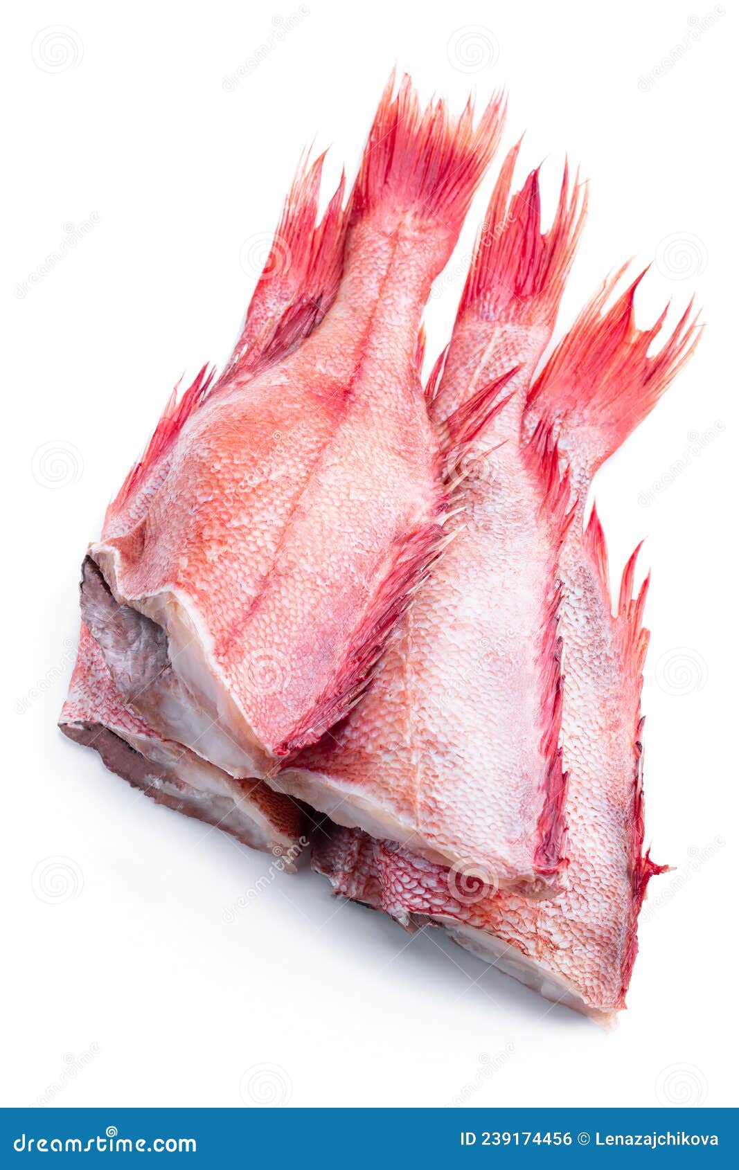 Raw Headless Gutted Redfish Isolated on White Stock Photo - Image of ...
