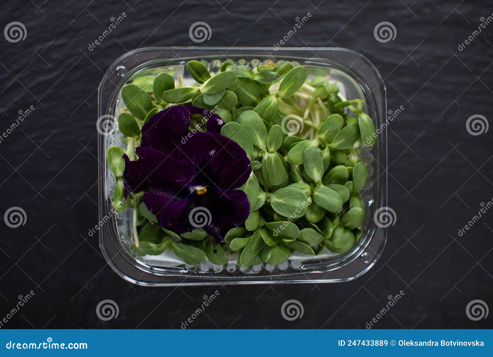 Raw Healthy Microgreen in a Transparent Box Stock Image - Image of ...