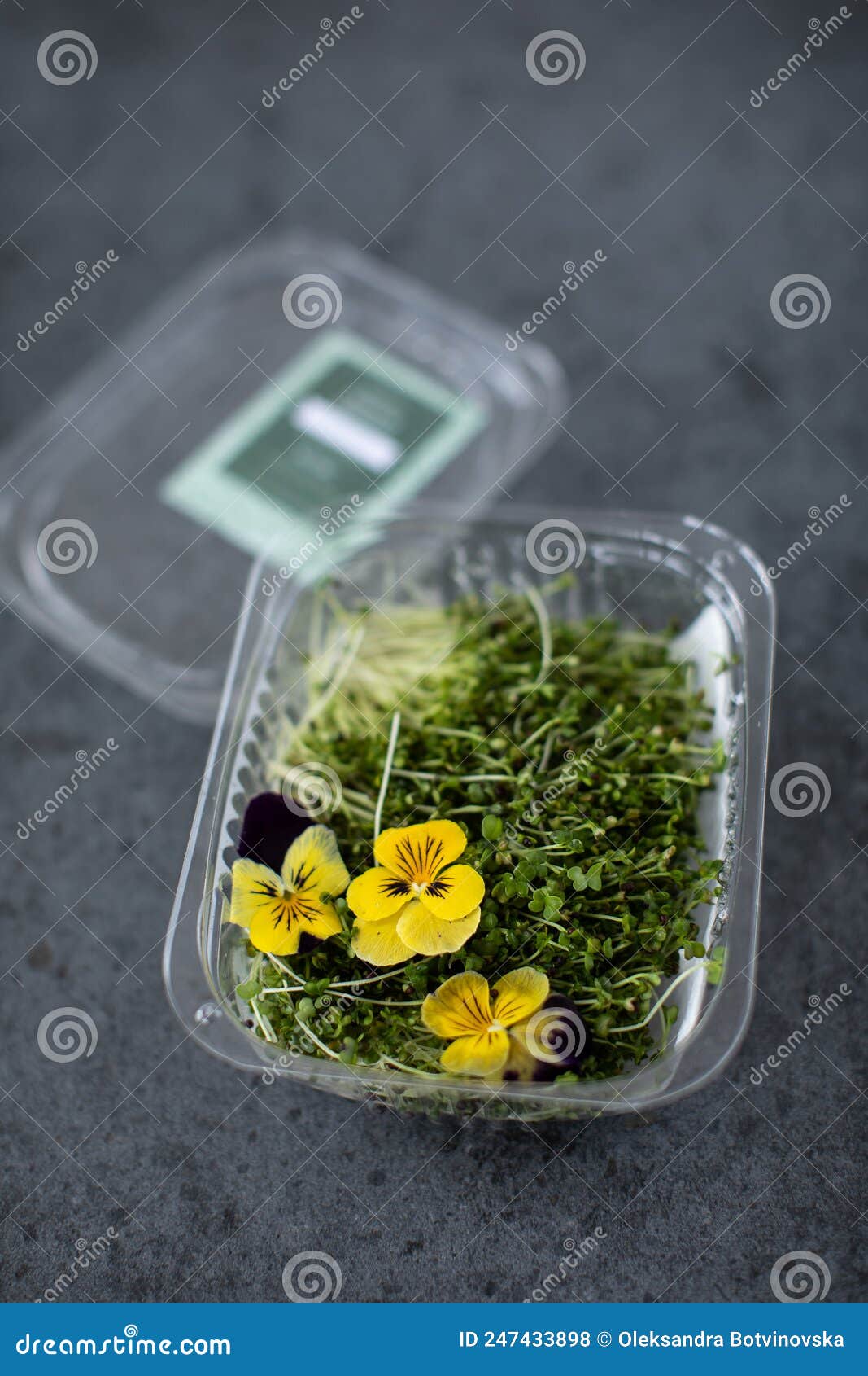 Raw Healthy Microgreen in a Transparent Box Stock Photo - Image of ...
