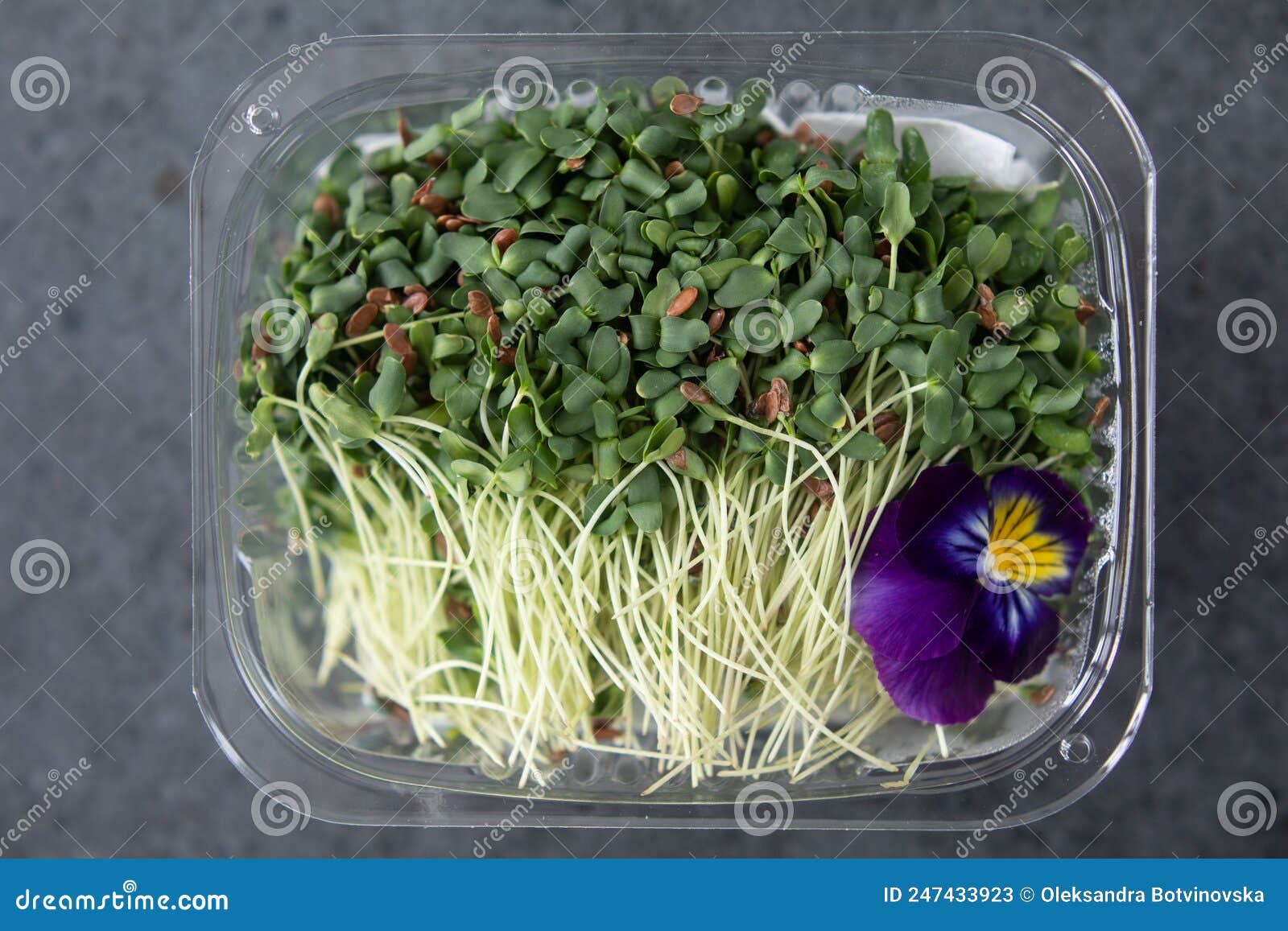 Raw Healthy Microgreen in a Transparent Box Stock Image - Image of ...