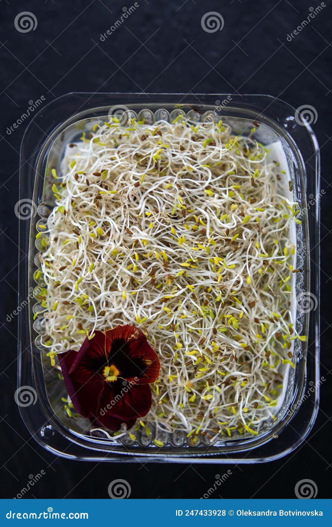 Raw Healthy Microgreen in a Transparent Box Stock Photo - Image of ...