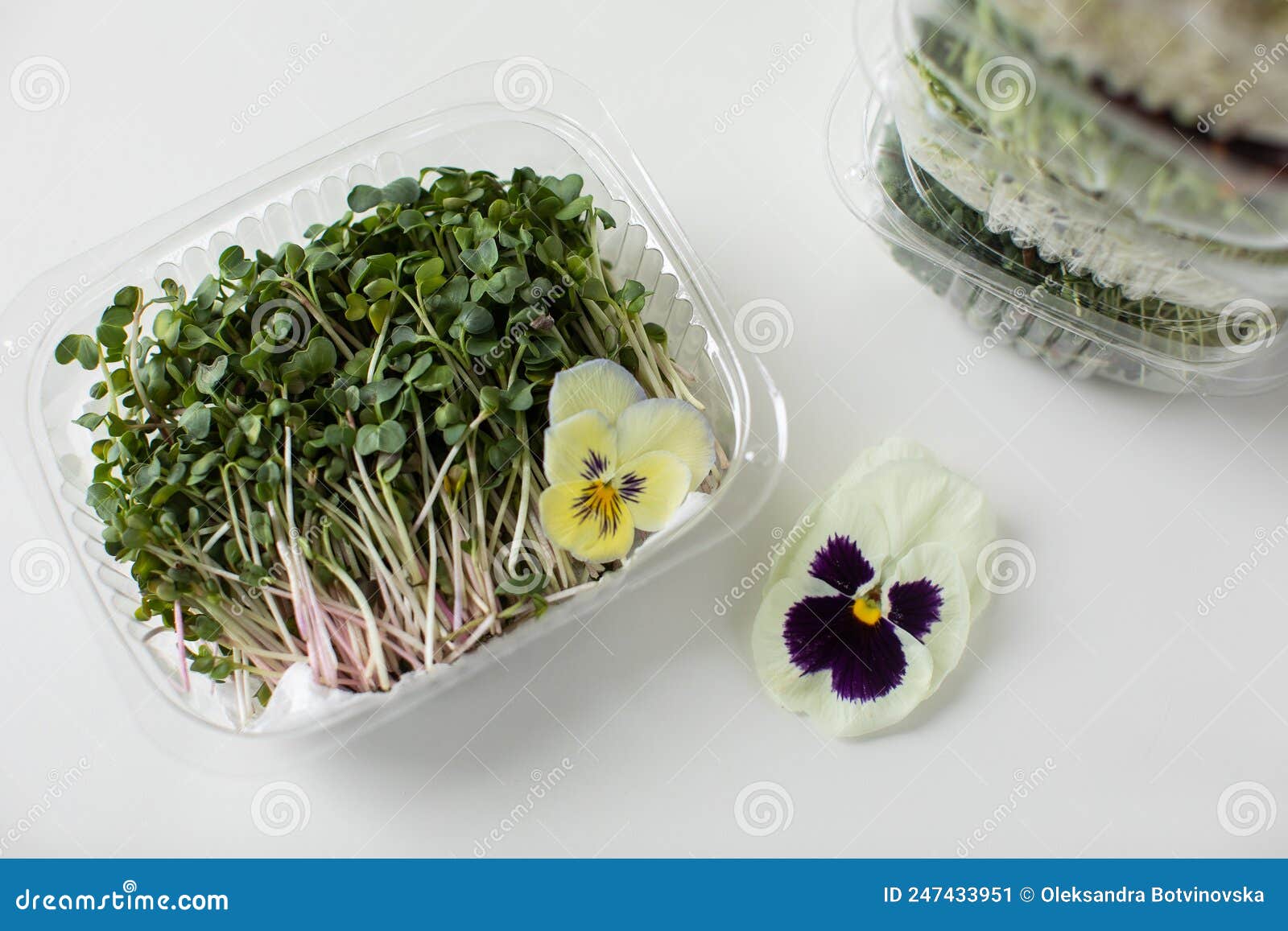 Raw Healthy Microgreen in a Transparent Box Stock Image - Image of ...