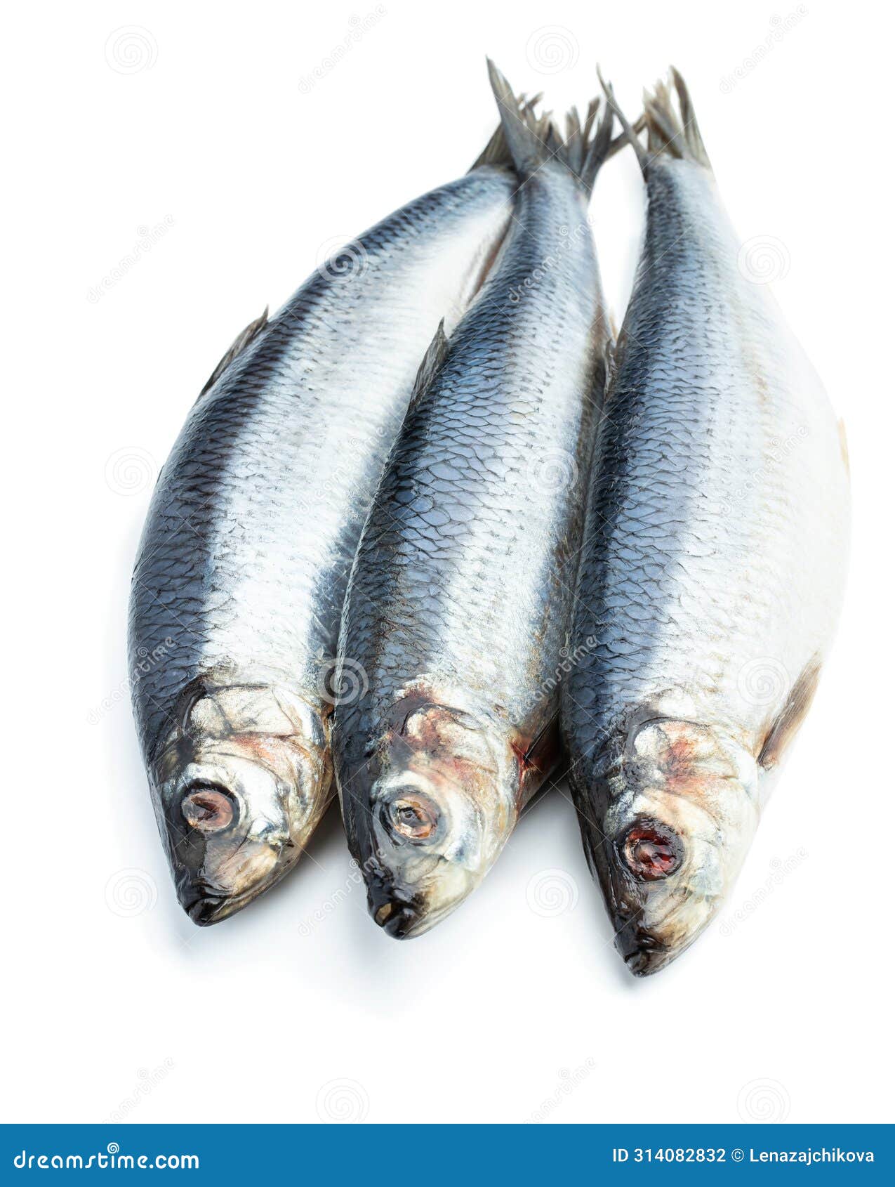 Raw Herring Fresh Fish Isolated on White Stock Photo - Image of head ...