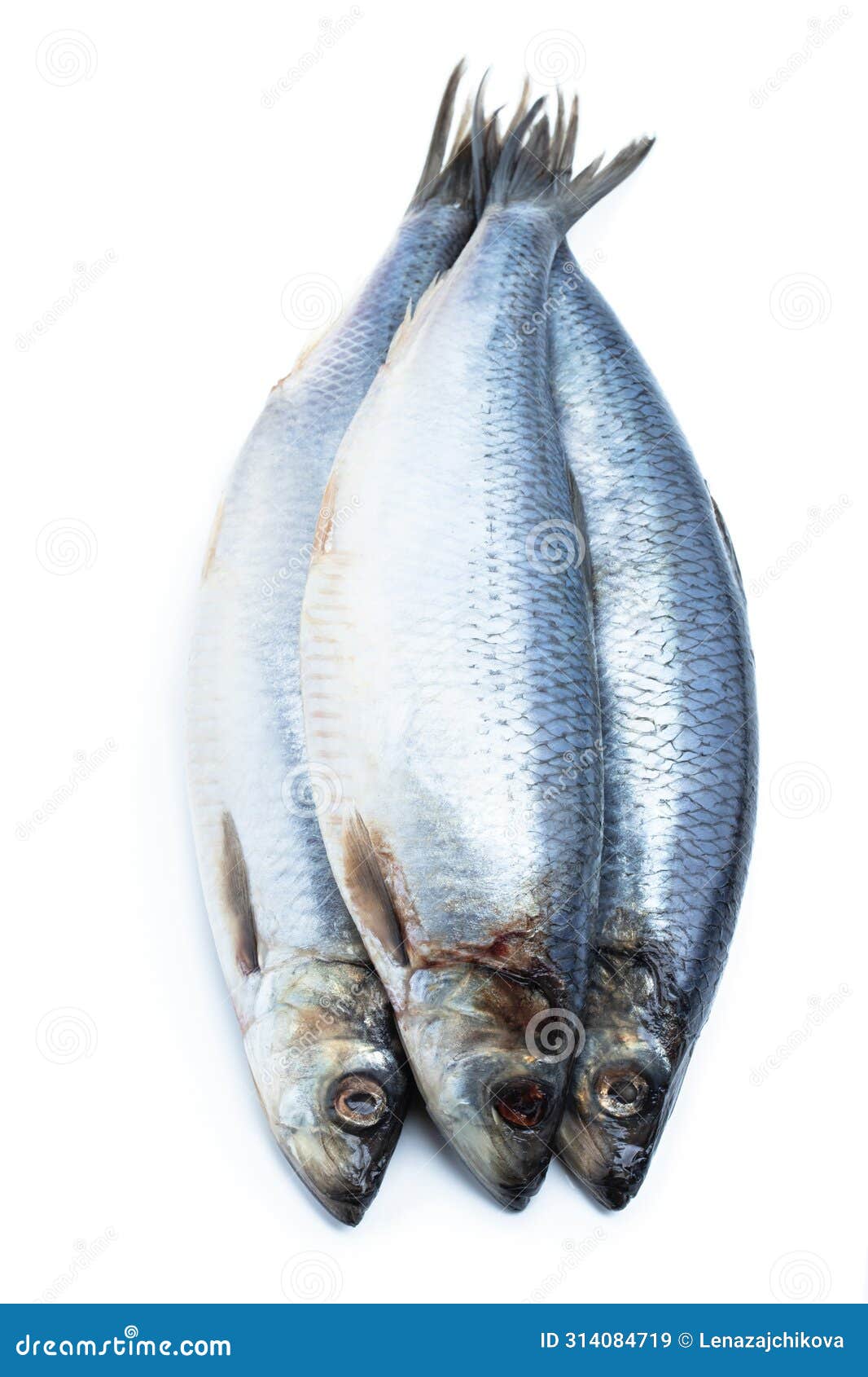 Raw Herring Fresh Fish Isolated on White Stock Image - Image of marine ...