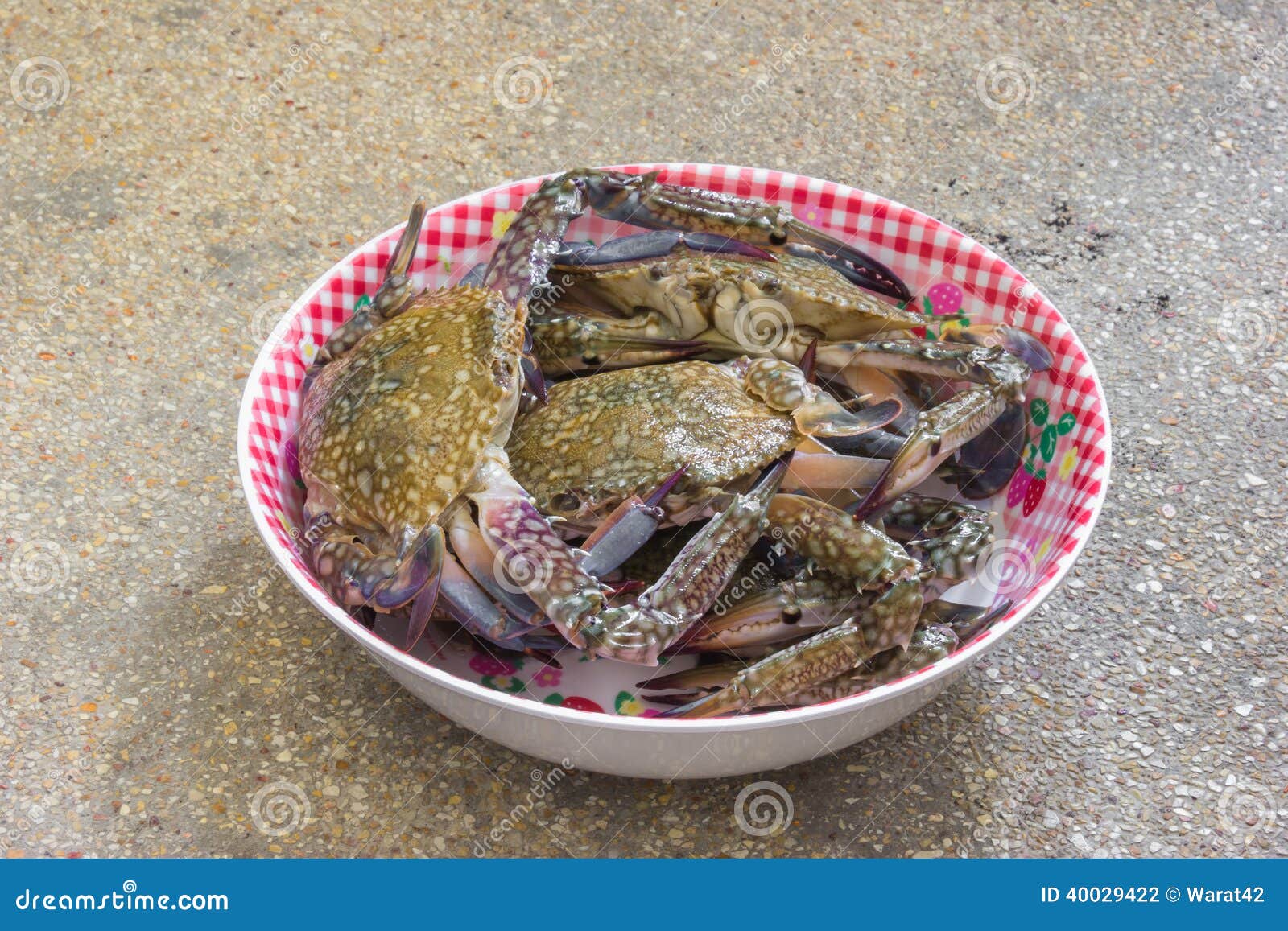 Raw horse crab stock photo. Image of dish, animal, shell - 40029422
