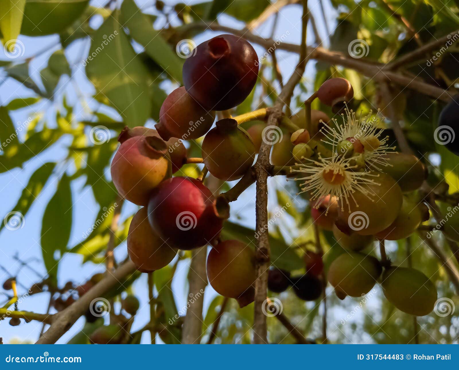 Raw Jambu and Flowers are on the Branch. Stock Image - Image of natural ...