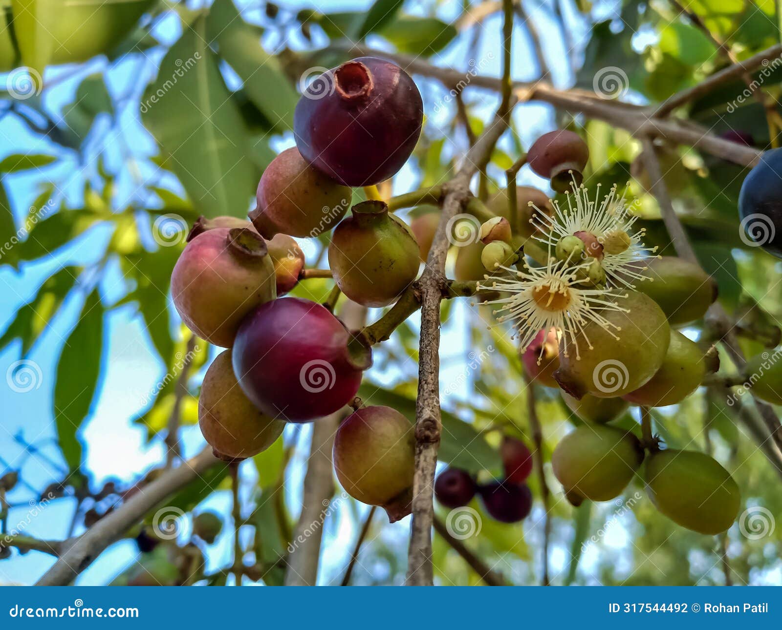 Raw Jambu and Flowers are on the Branch. Stock Photo - Image of ...