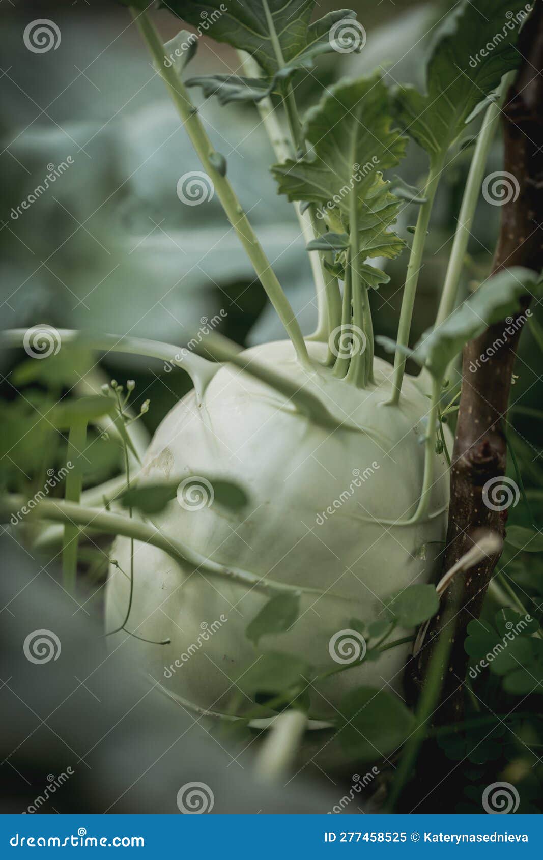 Raw kohlrabi cabbage stock image. Image of healthy, kohlrabi - 277458525