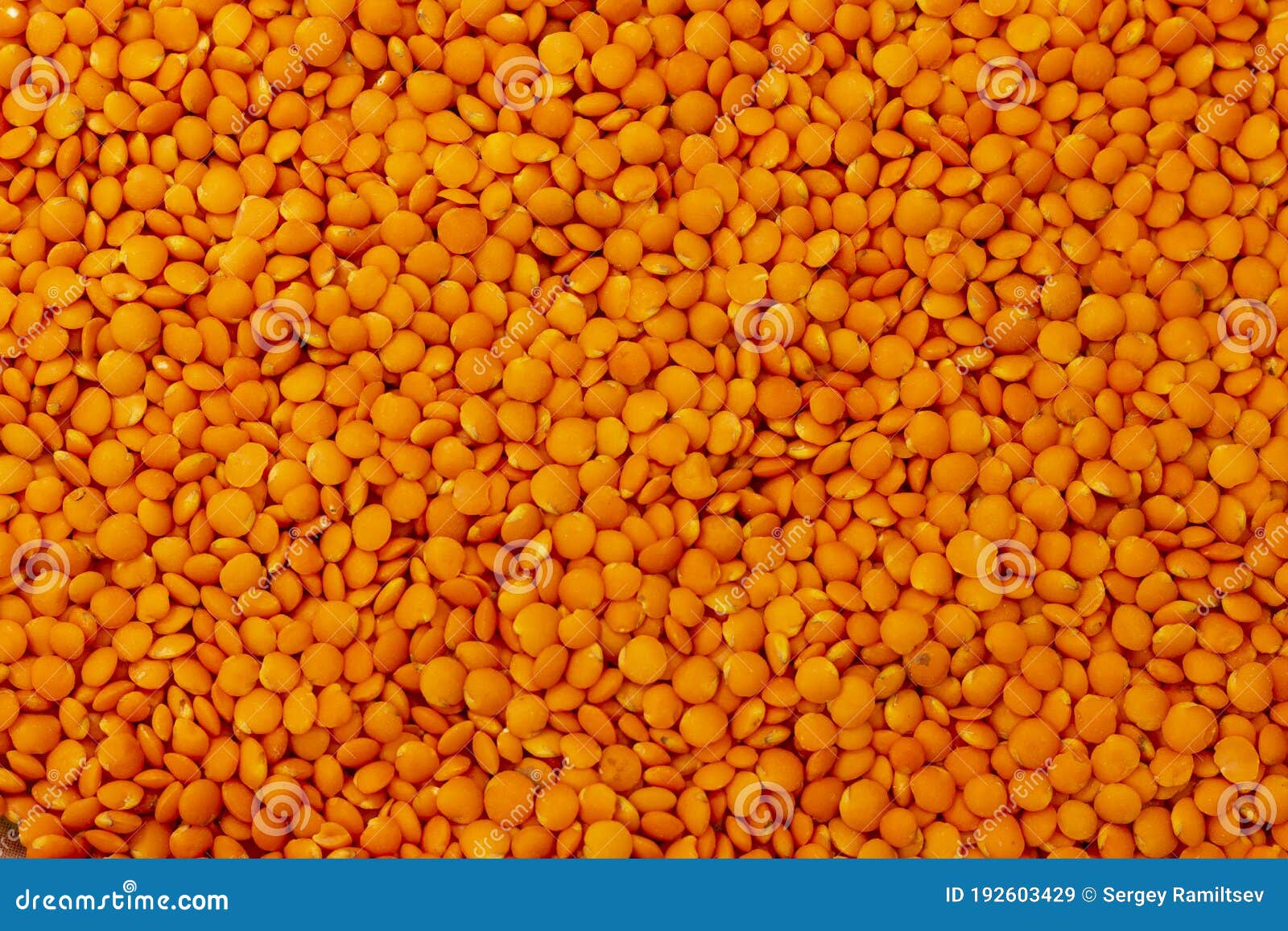 Raw lentil grains stock image. Image of bean, organic - 192603429