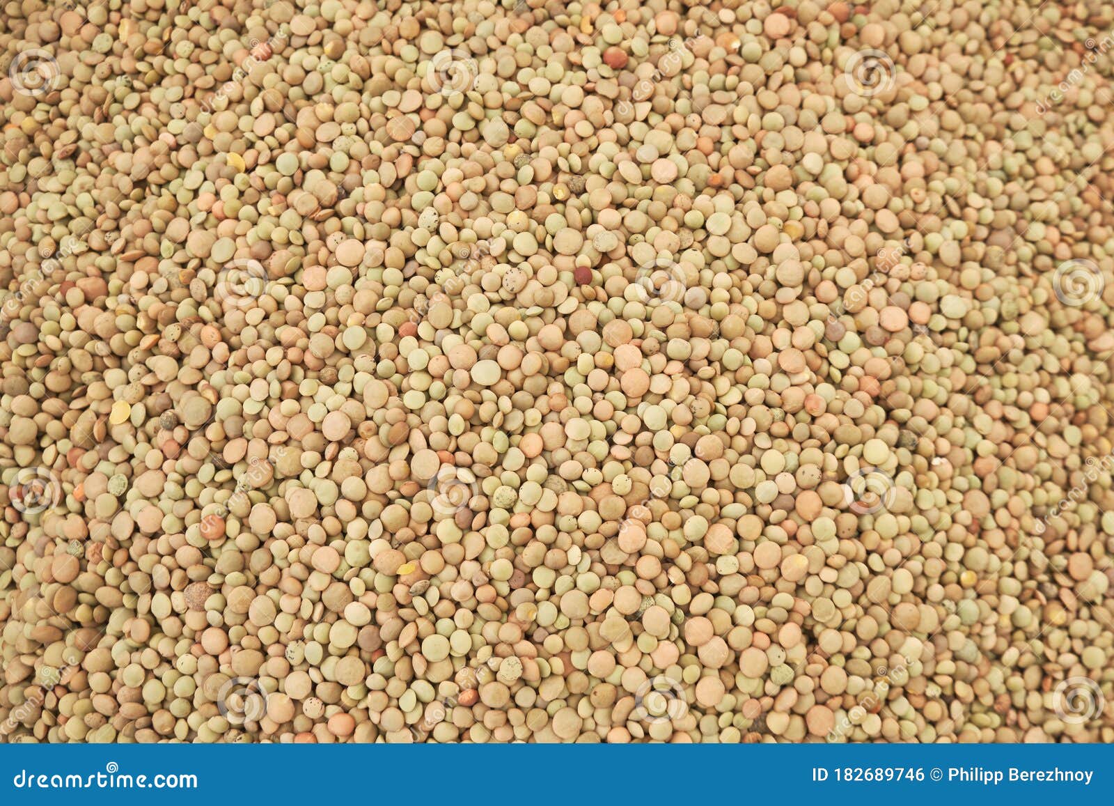 Raw Lentil Seed Background or Texture Concept Stock Photo - Image of ...