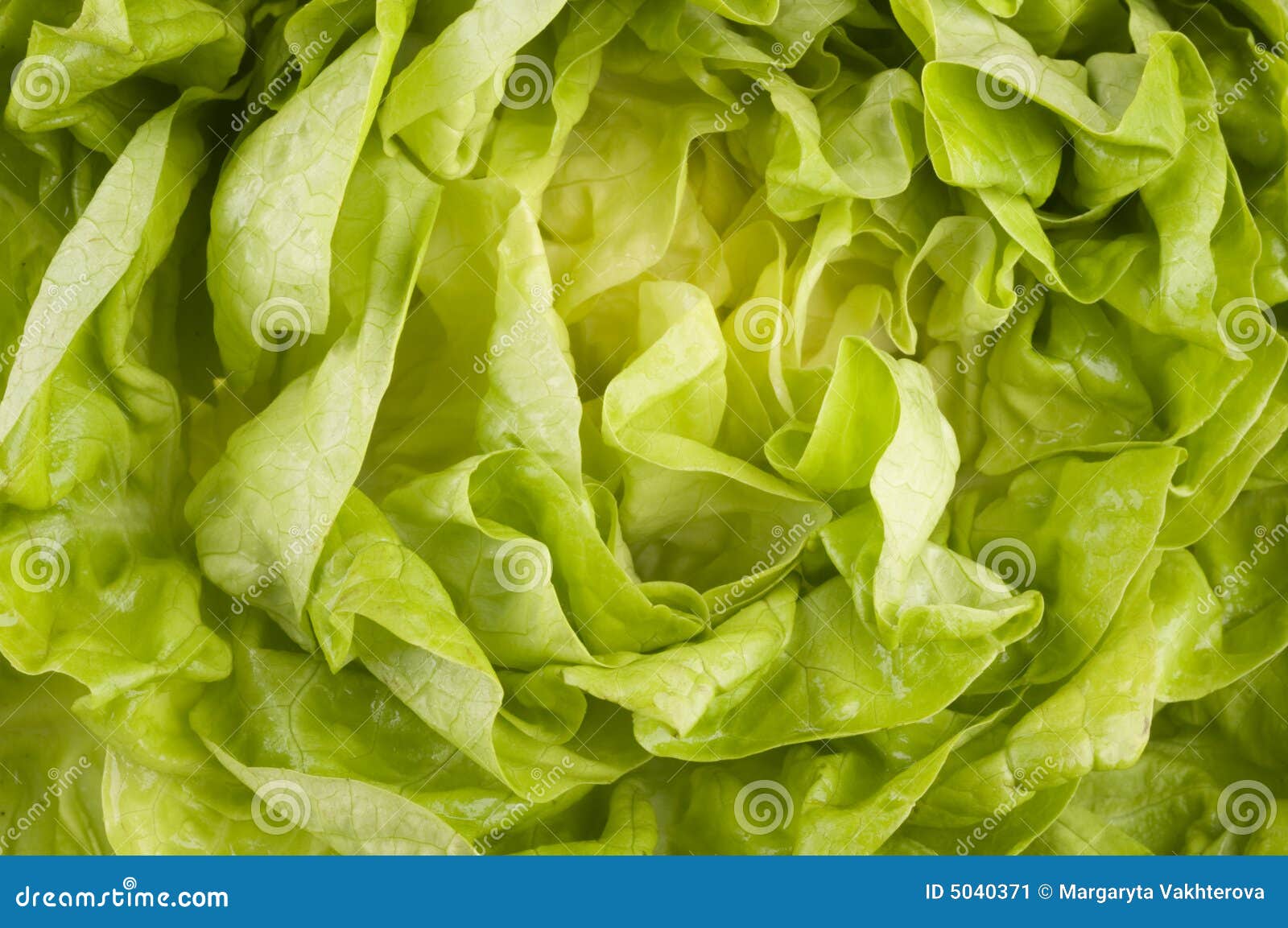 Raw Lettuce Food Background Stock Image - Image of bright, drop: 5040371