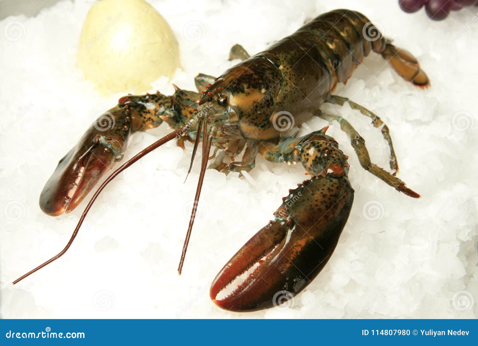 Raw lobster stock photo. Image of diet, white, gourmet - 114807980