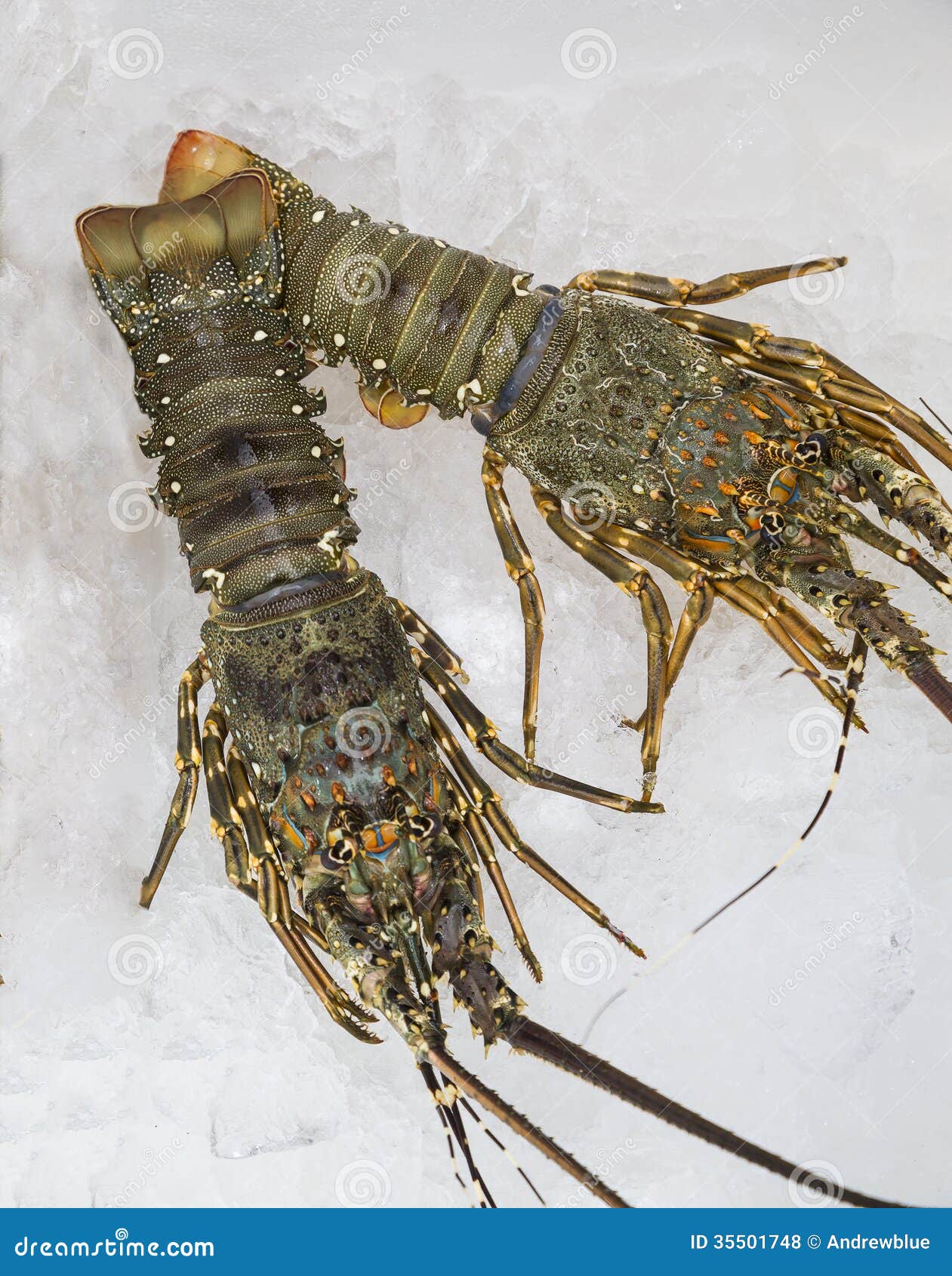 Raw lobster stock photo. Image of dining, cuisine, healthy - 35501748