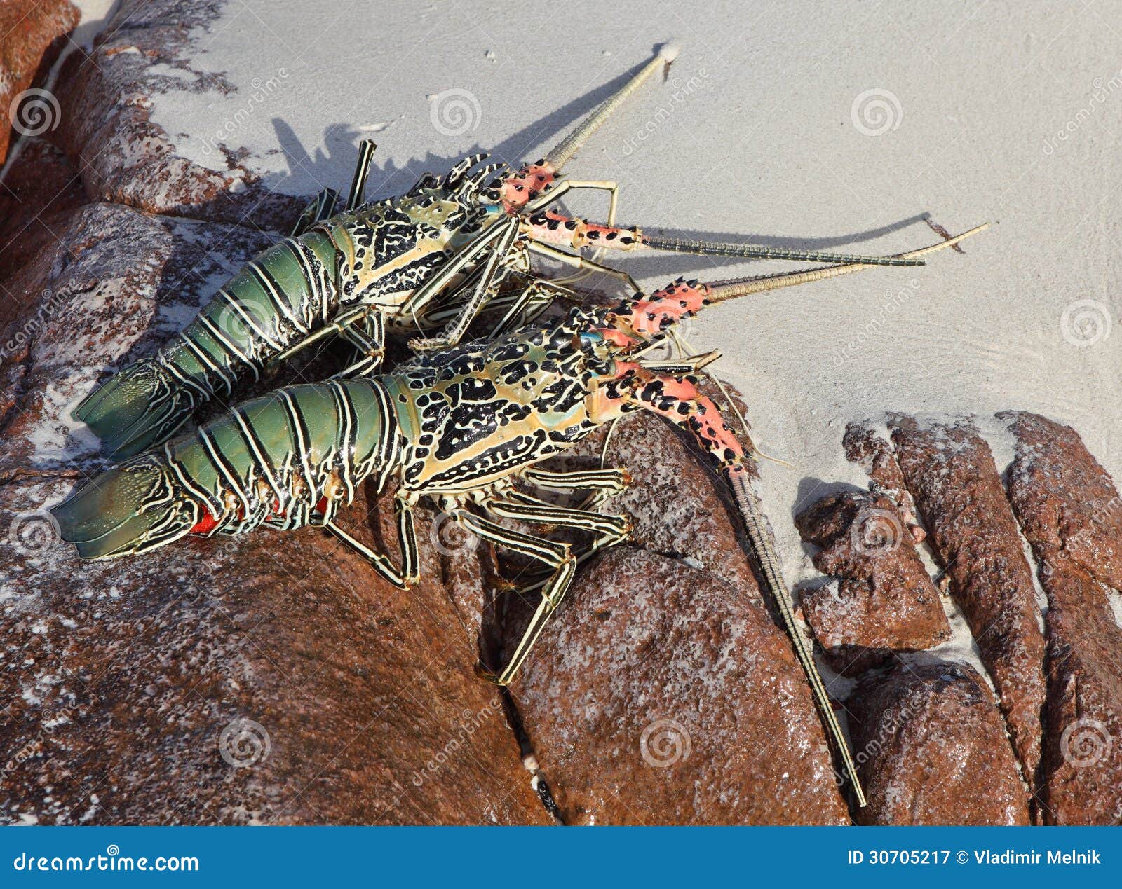 Raw lobsters stock image. Image of ocean, crab, uncooked - 30705217