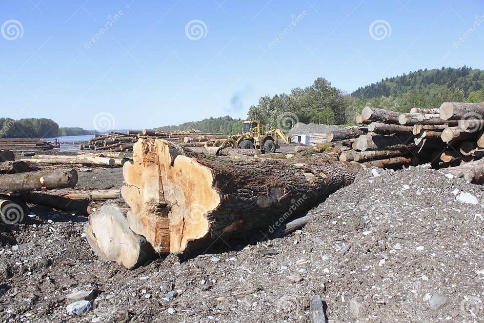 Raw Logs in Lumber Yard stock photo. Image of industry - 30961124