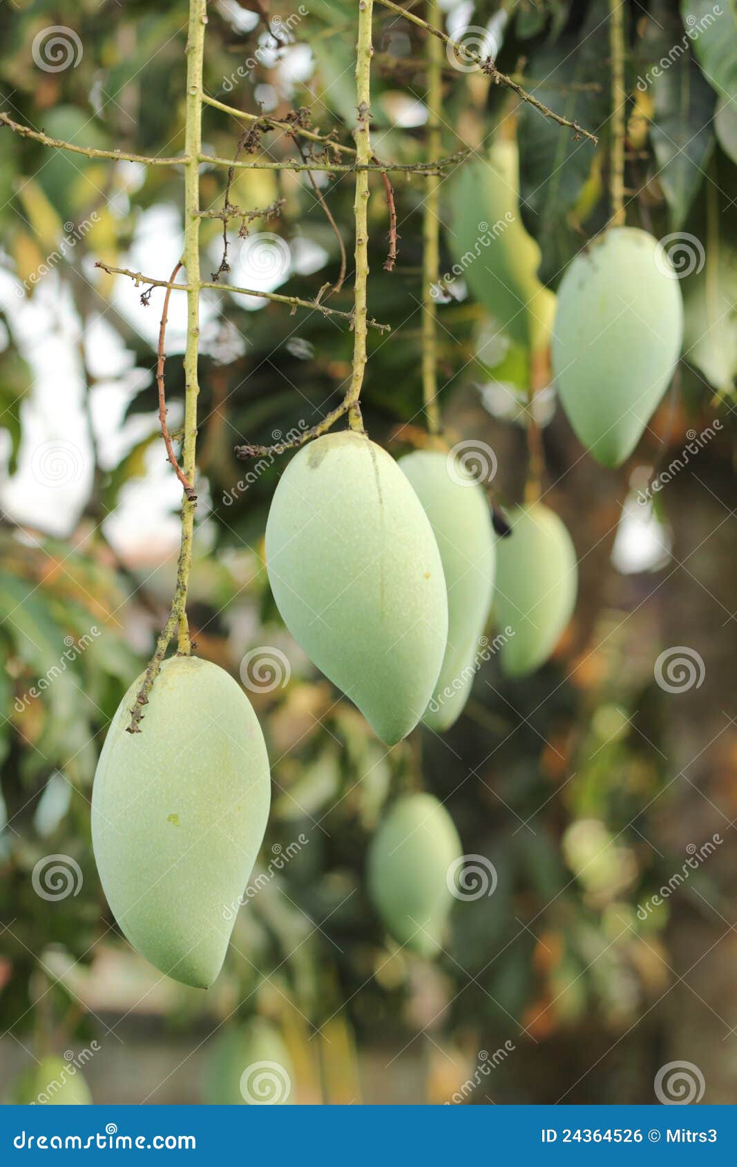 Raw mango stock photo. Image of outdoor, garden, tree - 24364526