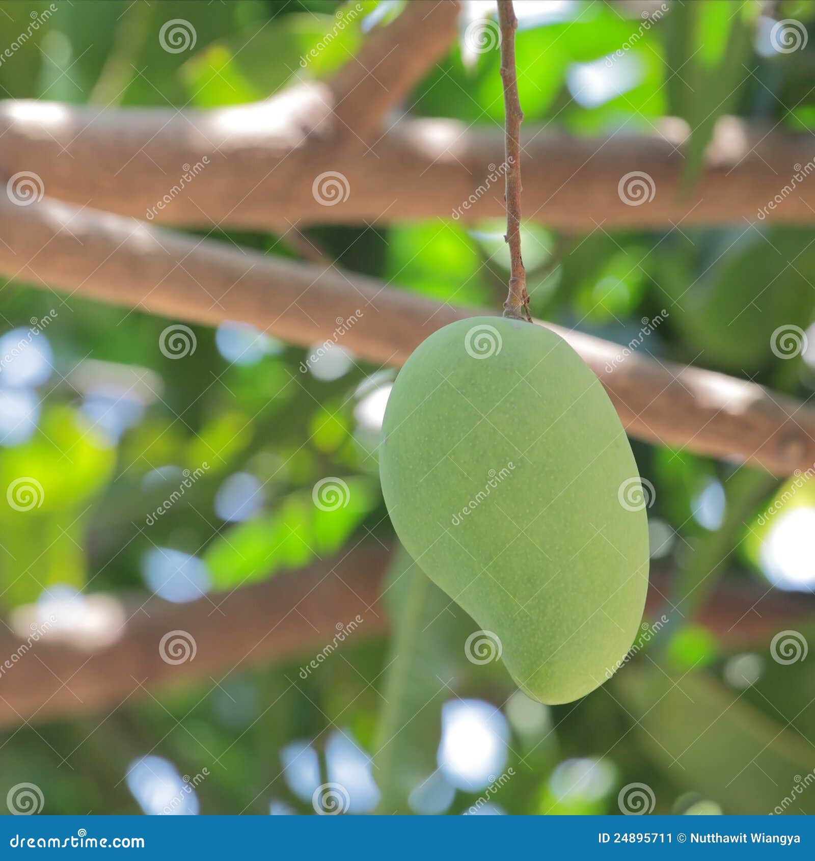 Raw mango stock image. Image of hang, plant, garden, farm - 24895711