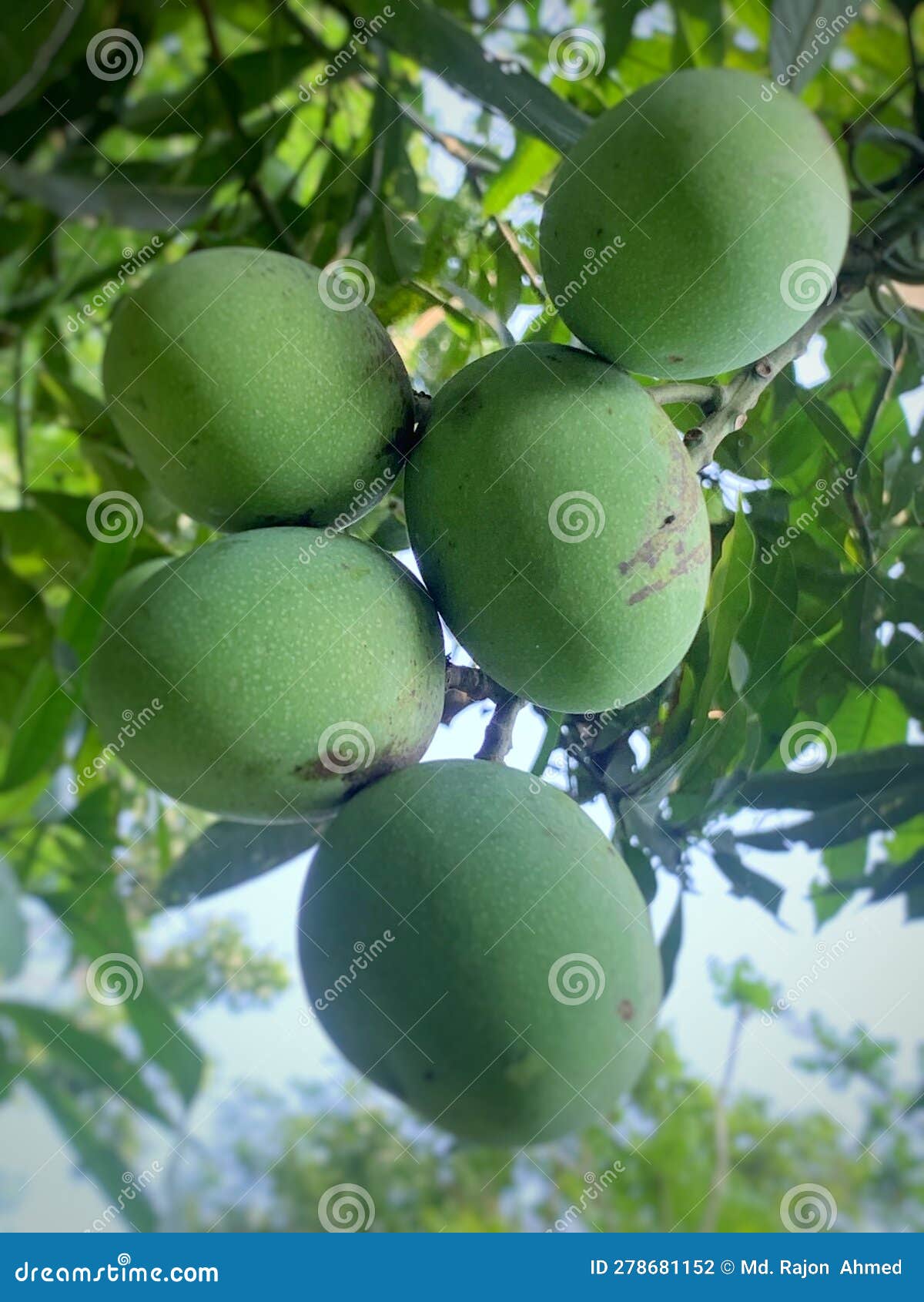 Raw Mango on the Branch of the Mango Tree. Stock Photo - Image of tree ...