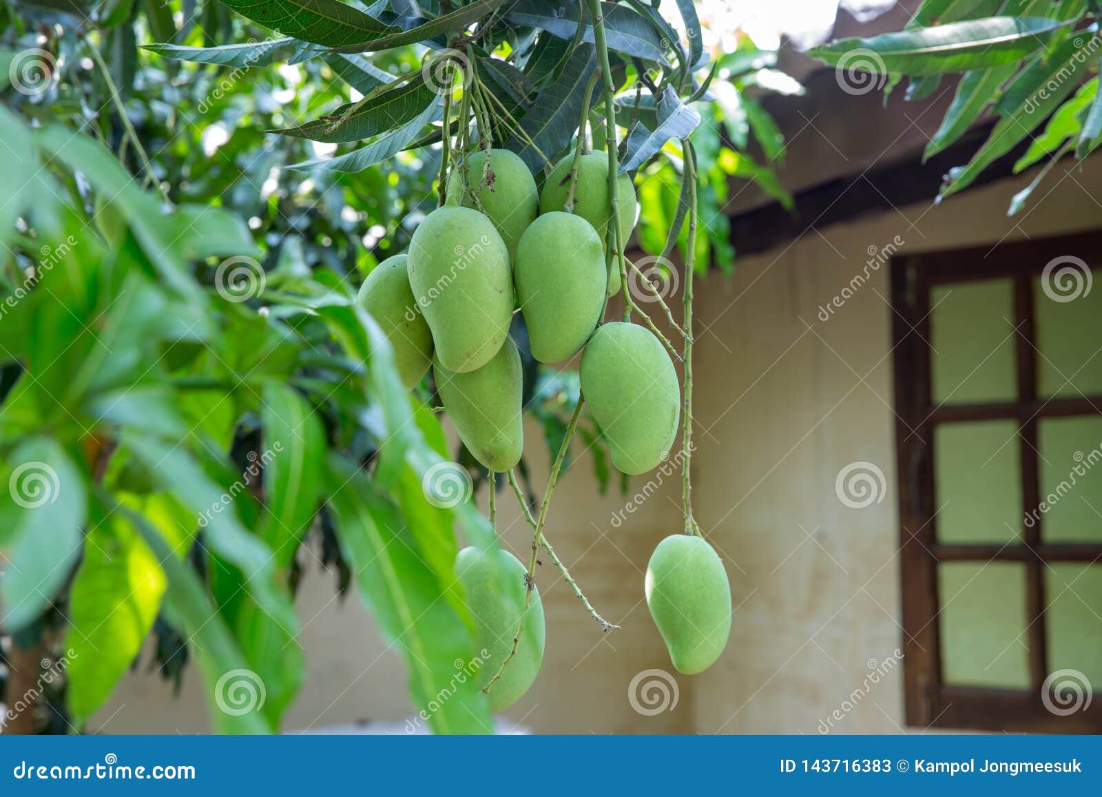 Raw Mango Bunch in Thailand Stock Image - Image of healthy, juicy ...