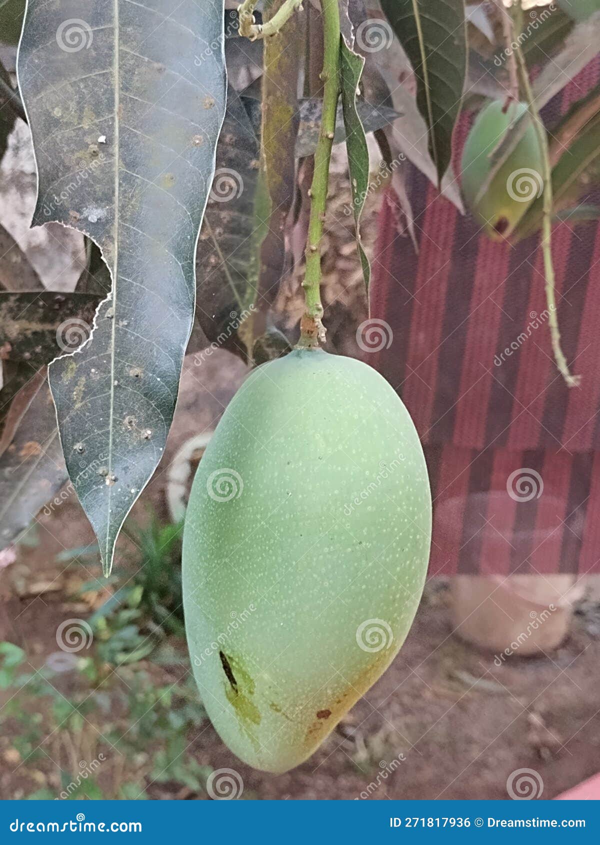 Mango G Stock Photos - Free & Royalty-Free Stock Photos from Dreamstime