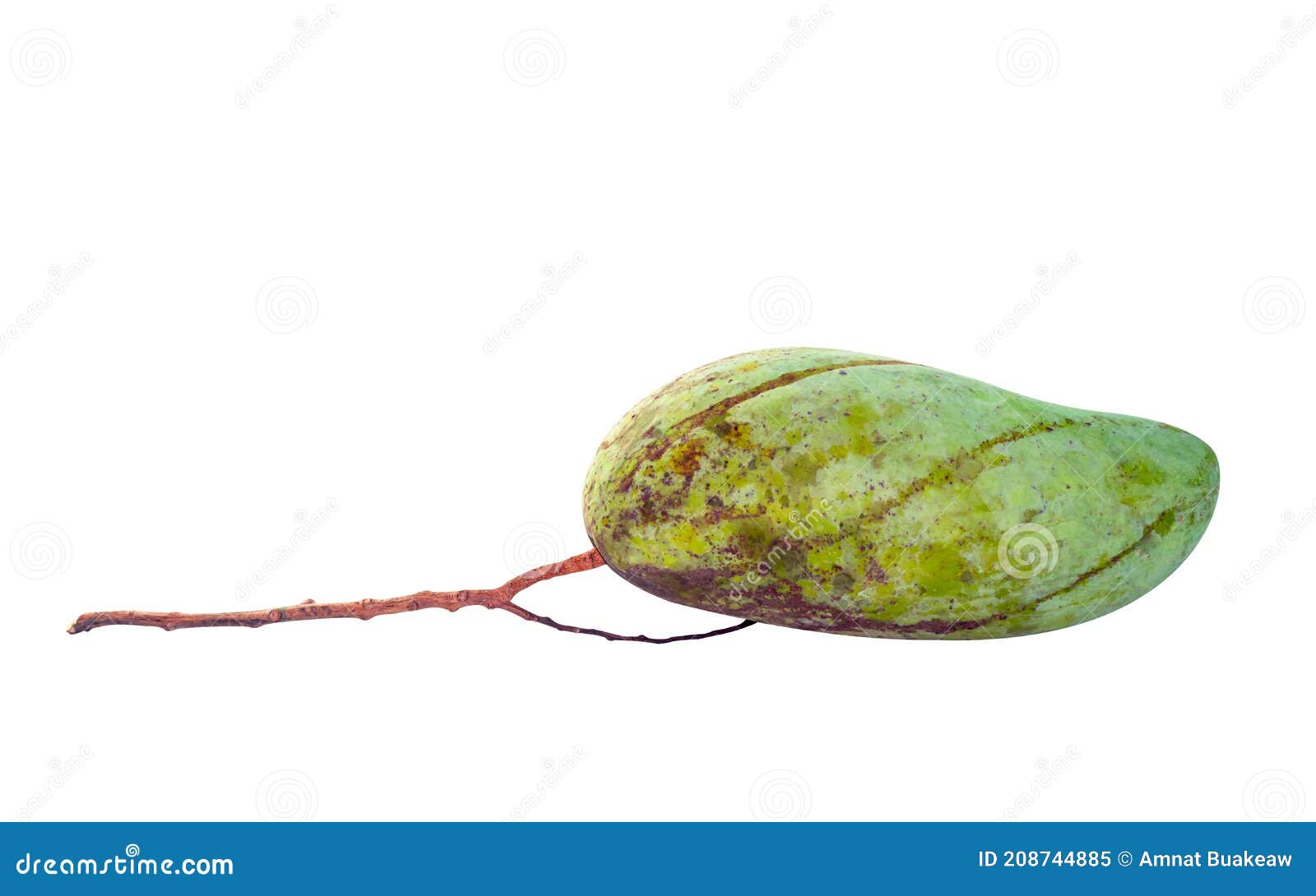 Raw Mango Green Fresh Mango and Stalk Branch Mango Fruit Single ...