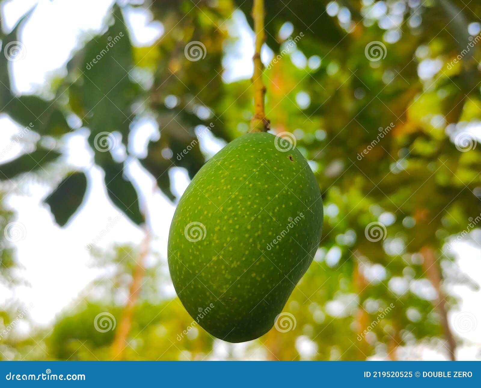 Raw Mango Hanging on the Mango Tree. Stock Image - Image of nature ...
