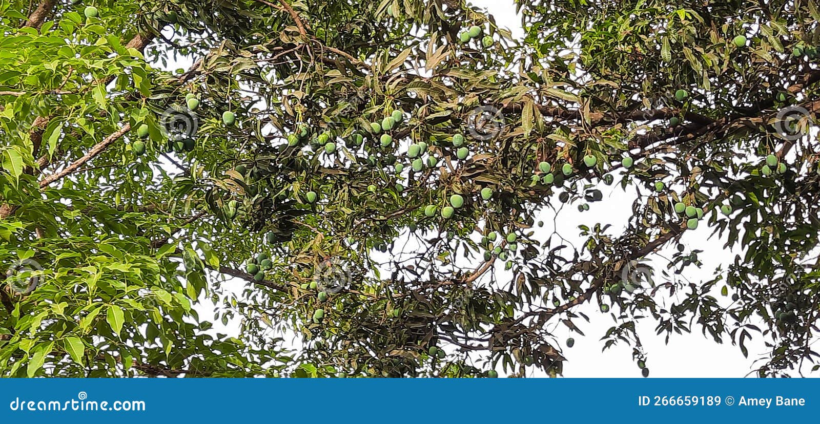 Raw Mango Hanging on Tree stock image. Image of india - 266659189
