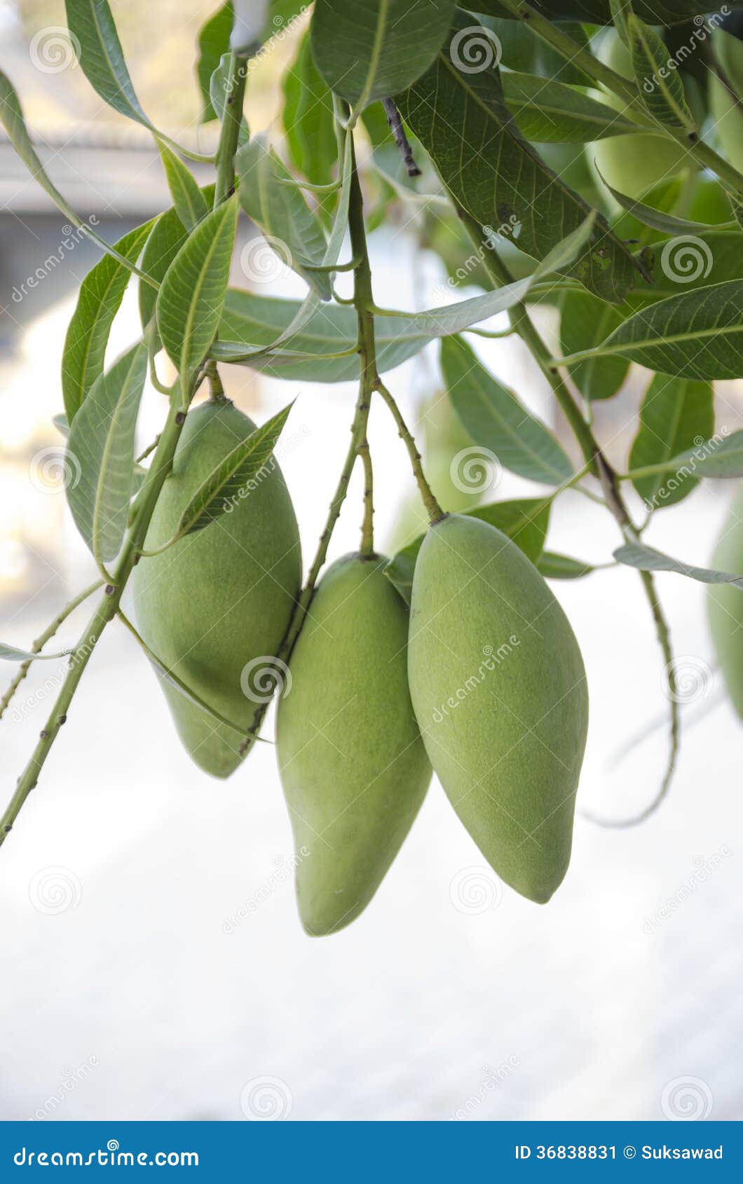 Raw mango stock image. Image of asia, leafy, leaf, green - 36838831