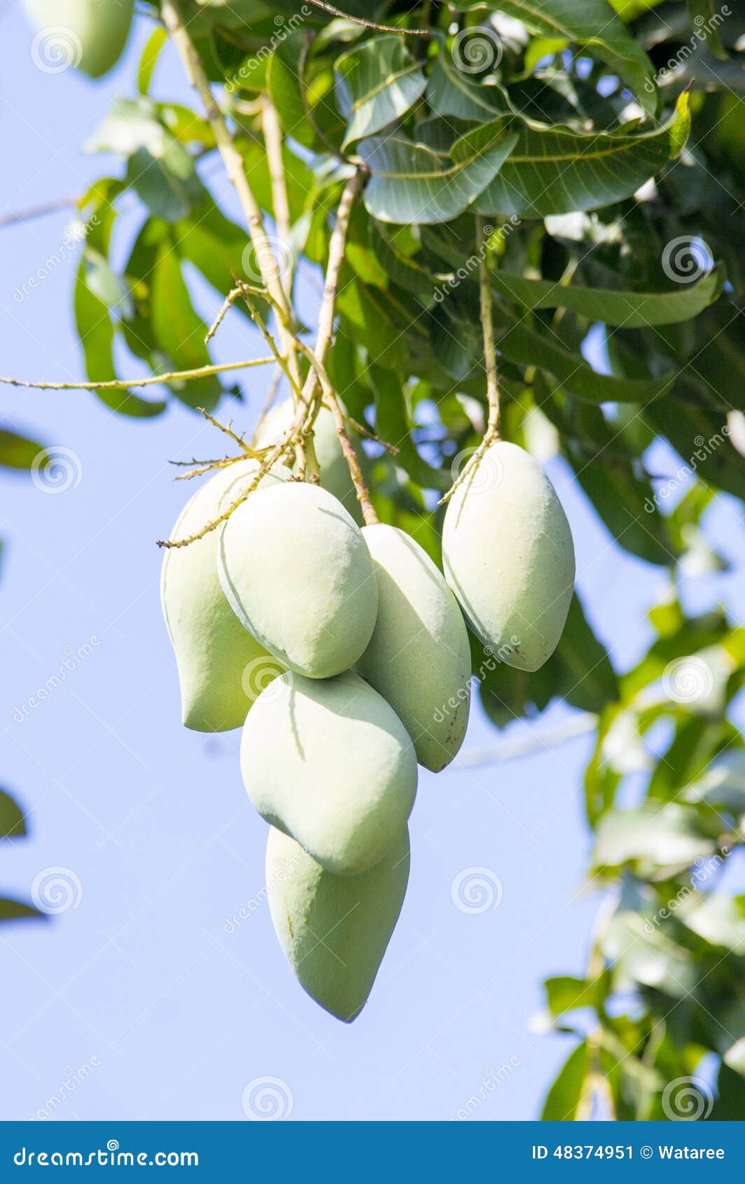 Raw mango stock image. Image of environment, branch, leafs - 48374951