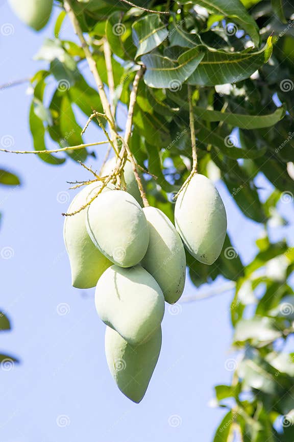 Raw mango stock image. Image of environment, branch, leafs - 48374951