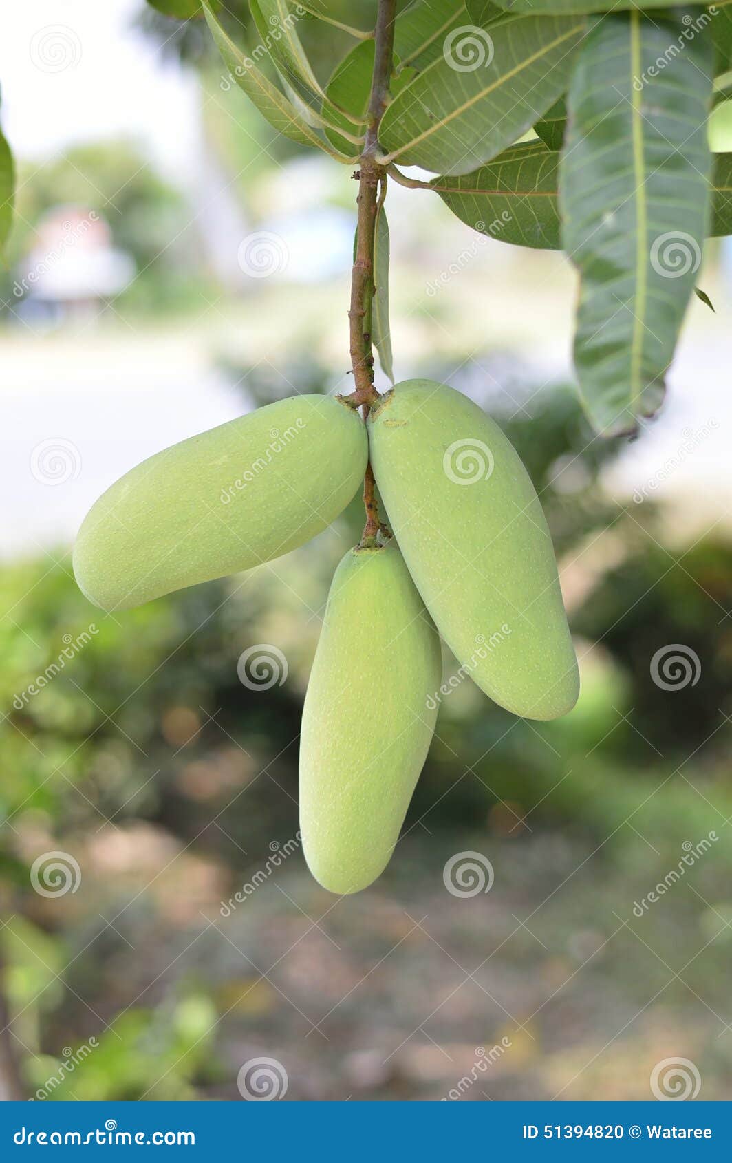 Raw mango stock photo. Image of life, nature, plantation - 51394820