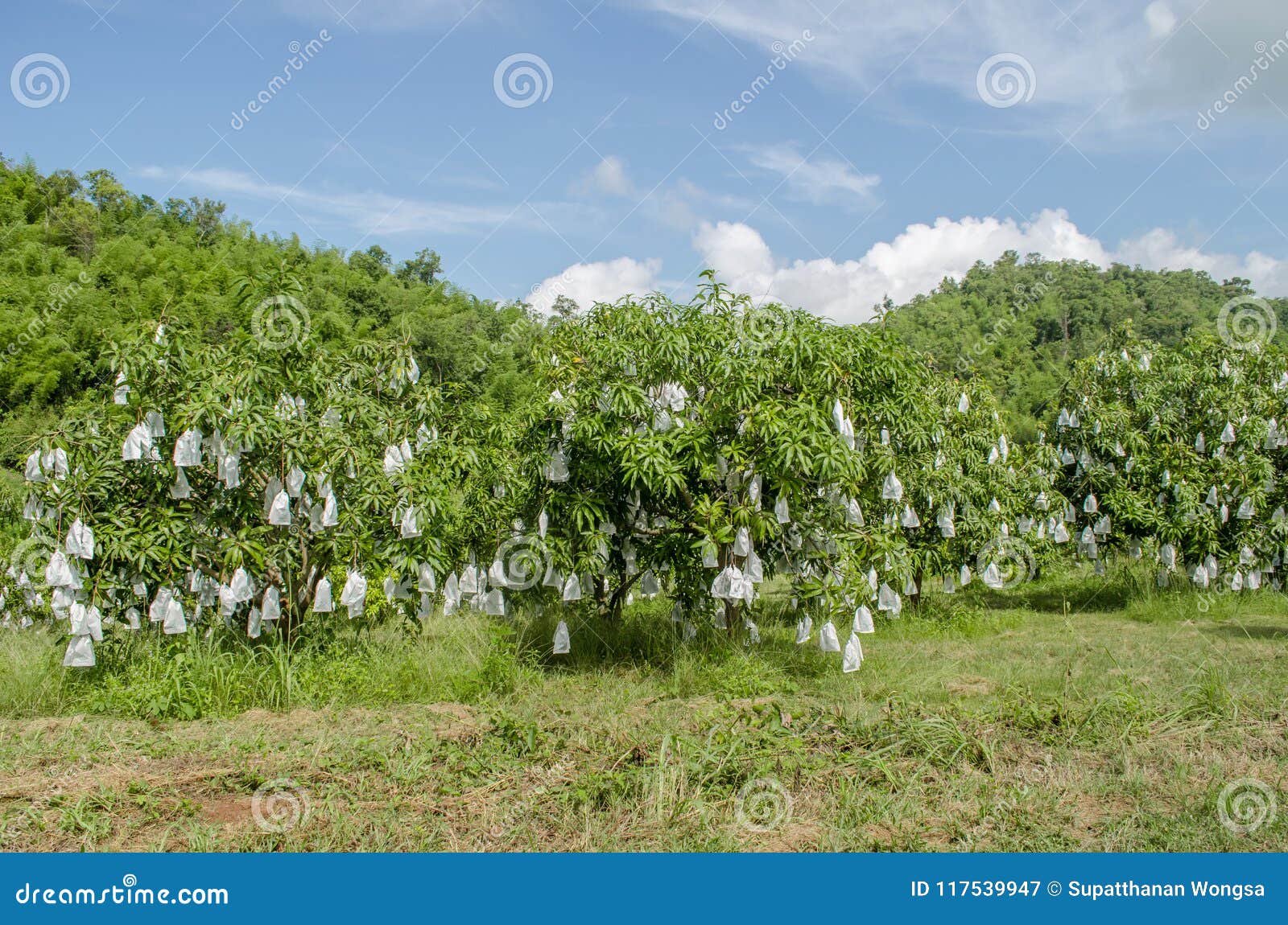 Raw Mango on Paper Wrapped Paper Stock Image - Image of organic ...