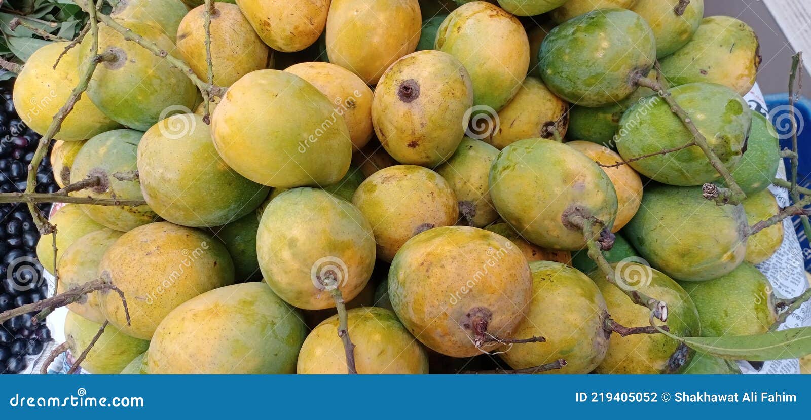 Raw Mango. Raw Mango Fruit on Mango Tree Stock Photo - Image of farm ...