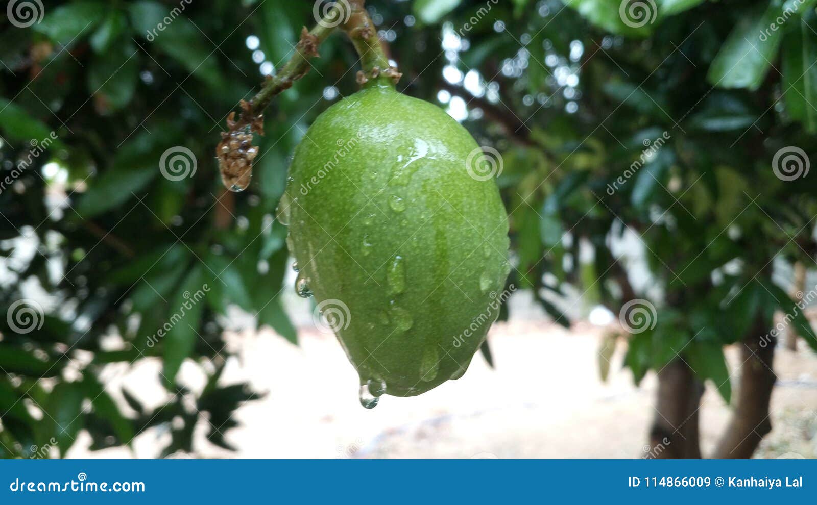Raw mango stock image. Image of mango, nutural, grean - 114866009