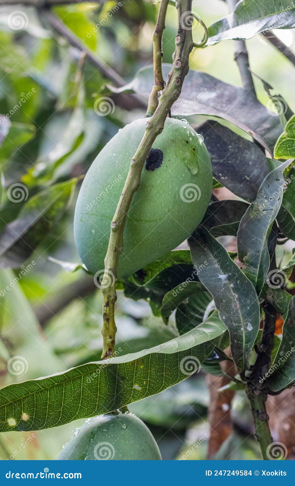 Raw Mango with Water Drops Hanging on the Tree Close Up Shot Stock ...