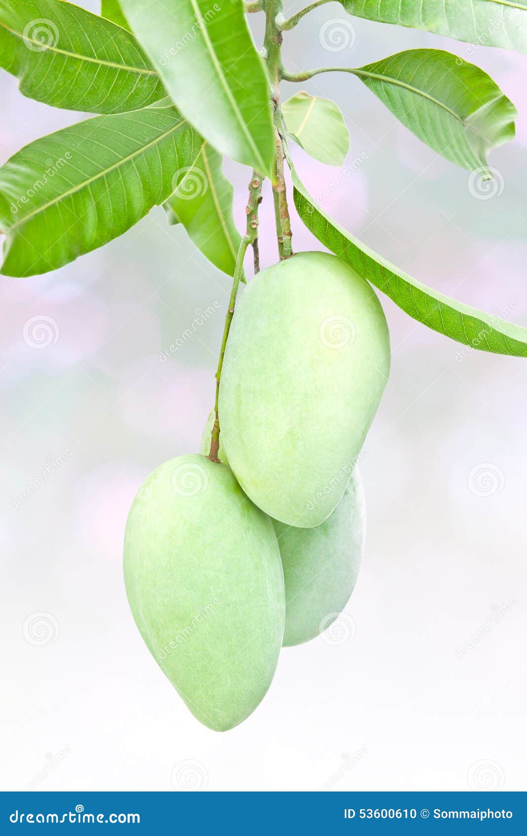 Raw mangoes stock photo. Image of healthy, closeup, stalk - 53600610