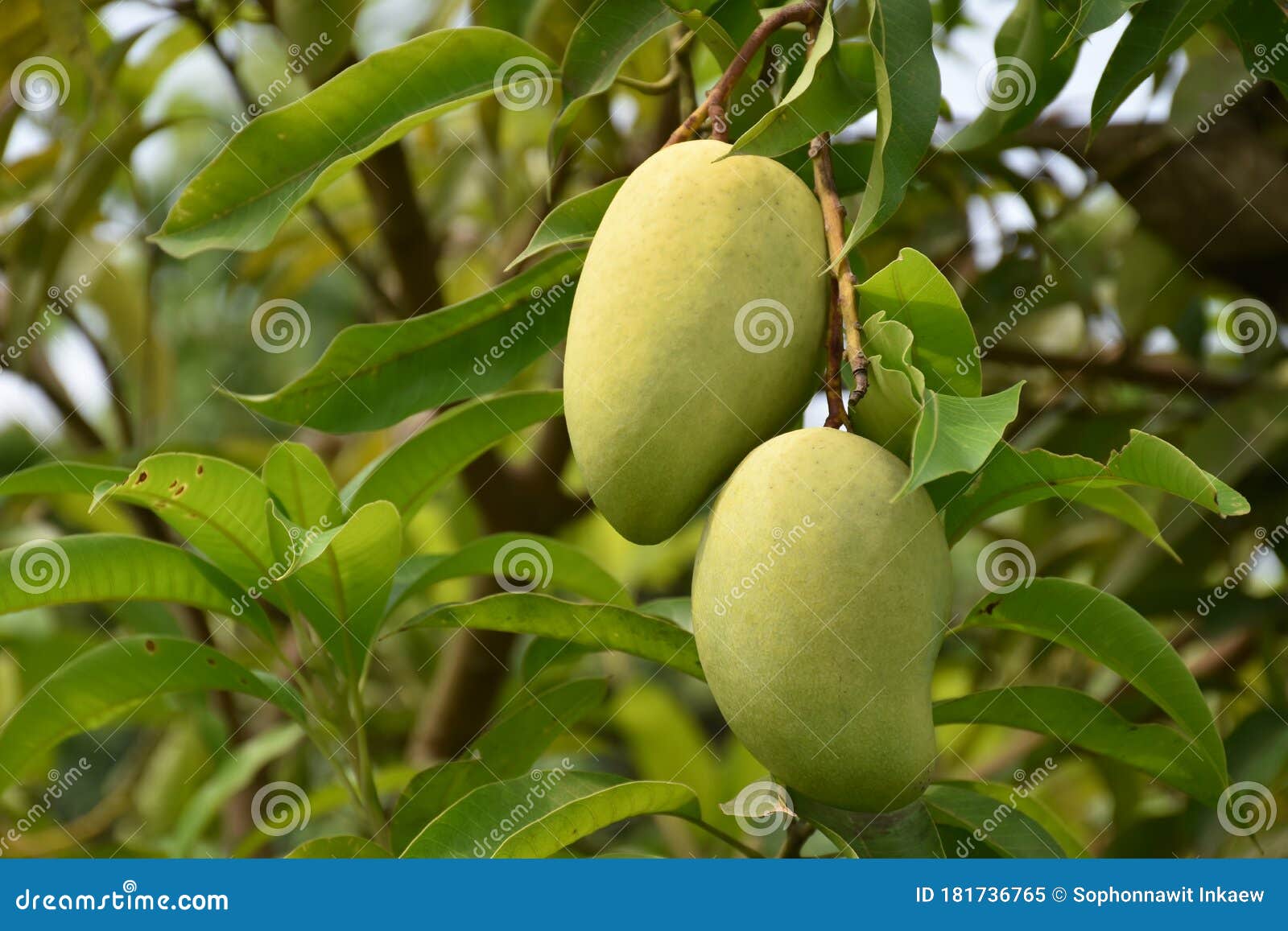 Raw mangoes stock image. Image of organic, fruit, mangoes - 181736765