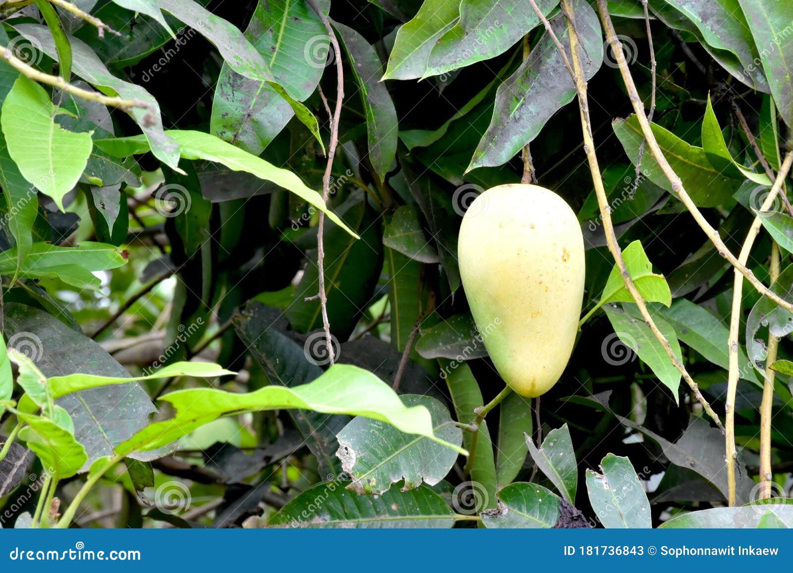 Raw mangoes stock image. Image of organic, mangoes, fruit - 181736843