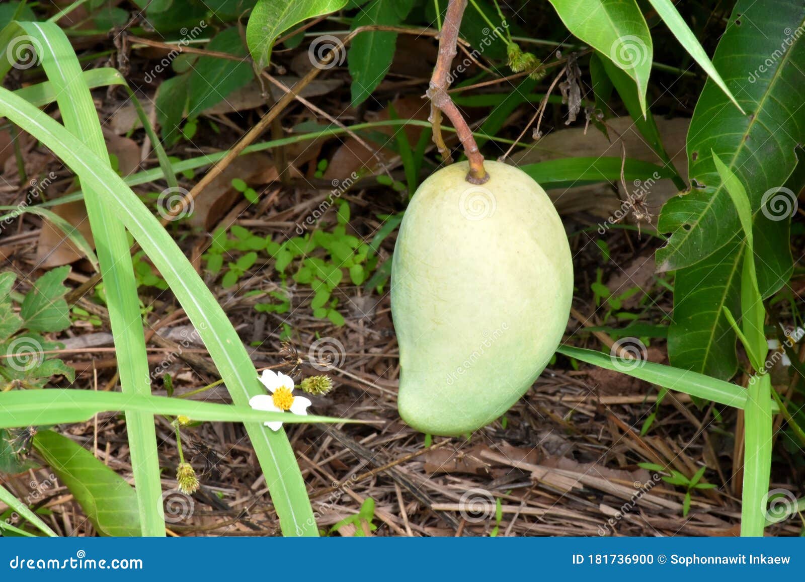 Raw mangoes stock photo. Image of plant, fruit, organic - 181736900