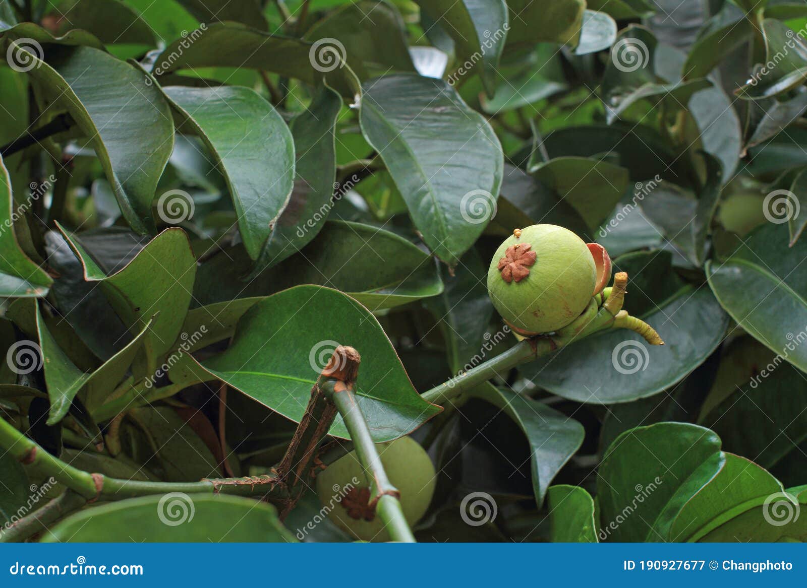 Raw Mangosteen on the tree stock image. Image of harvest - 190927677