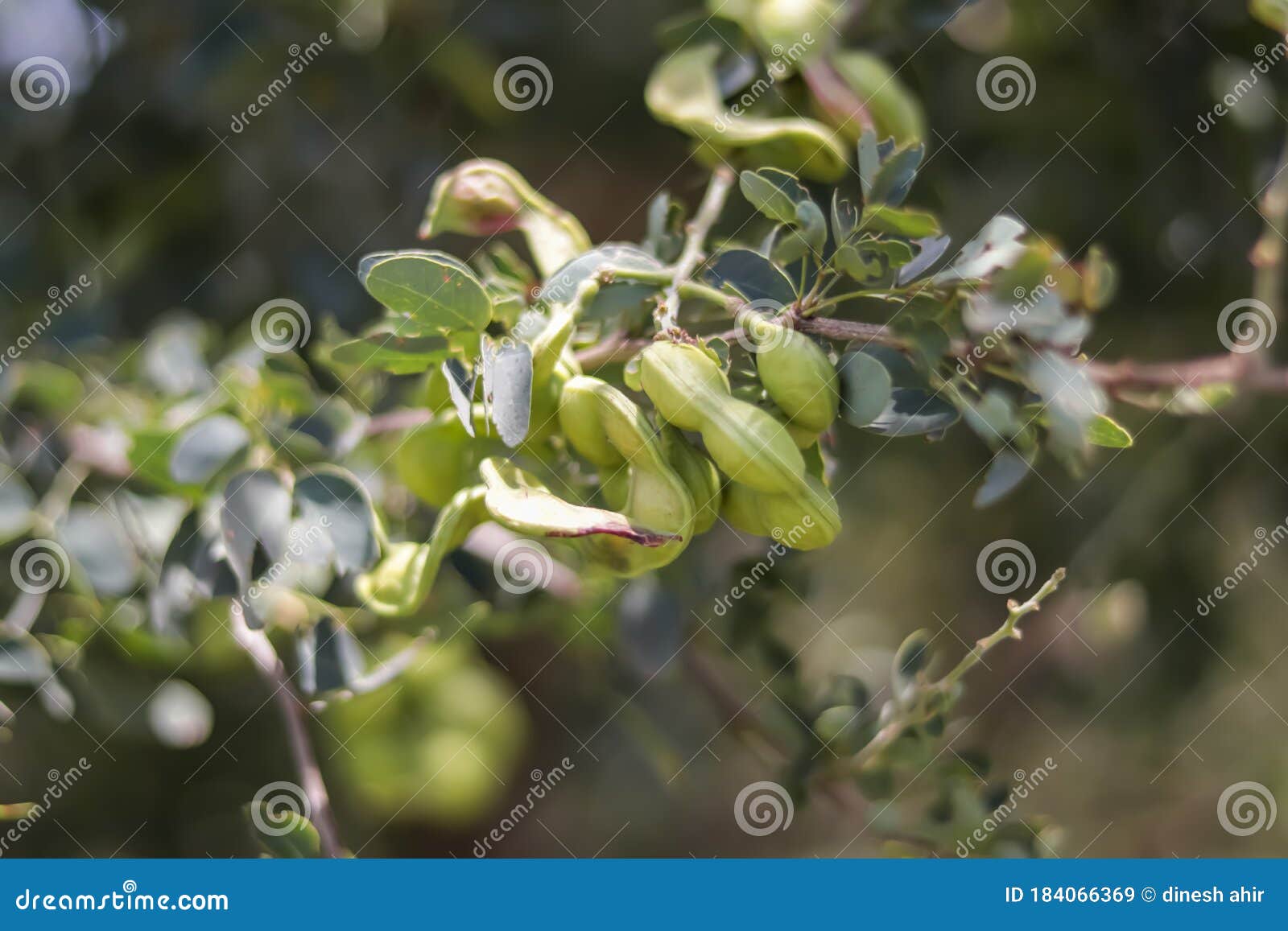 Raw Manila Tamarind Fruit on Tree,ripe Manila Tamarind or ...