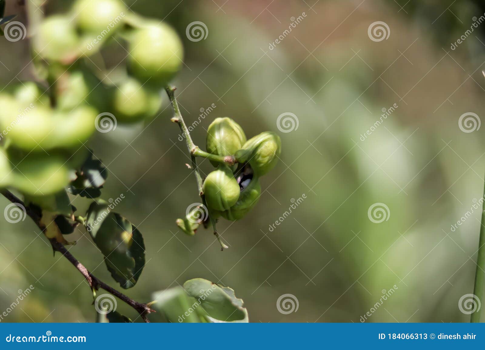 Raw Manila Tamarind or Pithecellobium Dulce, the Manila Tamarind on ...