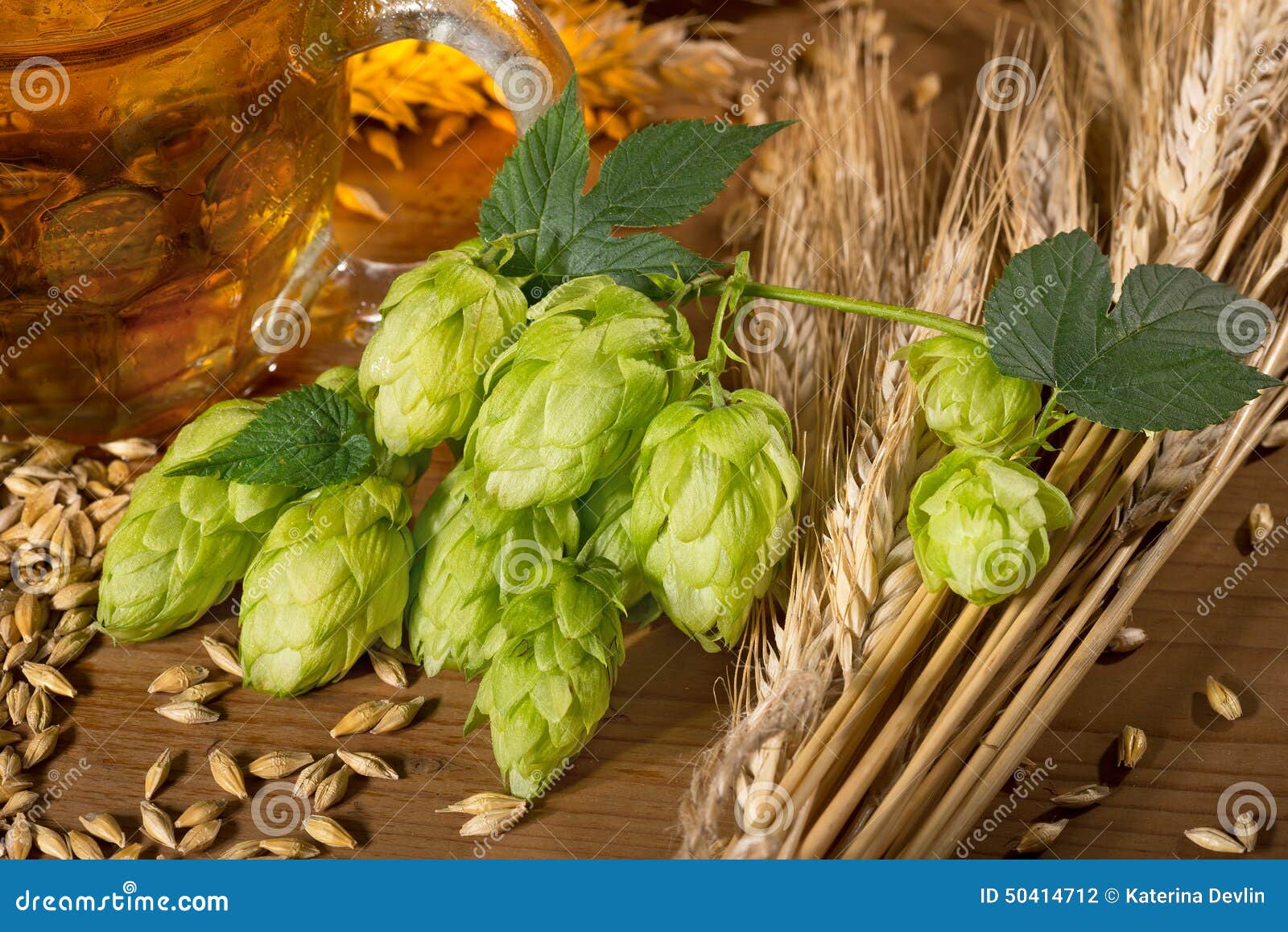 Raw Material for Beer Production Stock Photo - Image of humulus ...