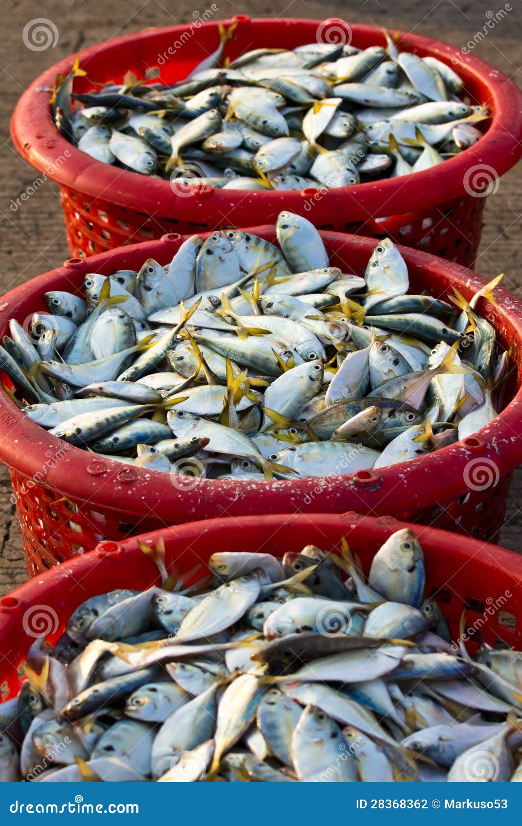 Raw Material Fish in Baskets Stock Photo - Image of leptolipis ...